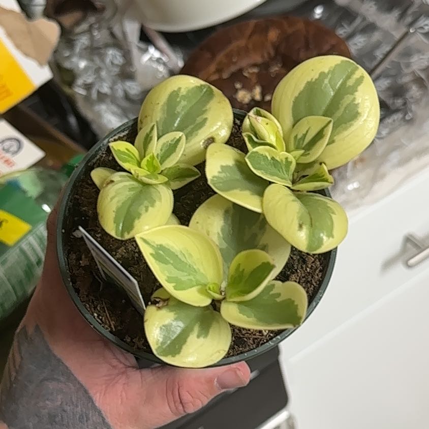 Mochi | A plant by @Arborson on Greg