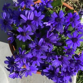 Rowena | A plant by @Clailli on Greg