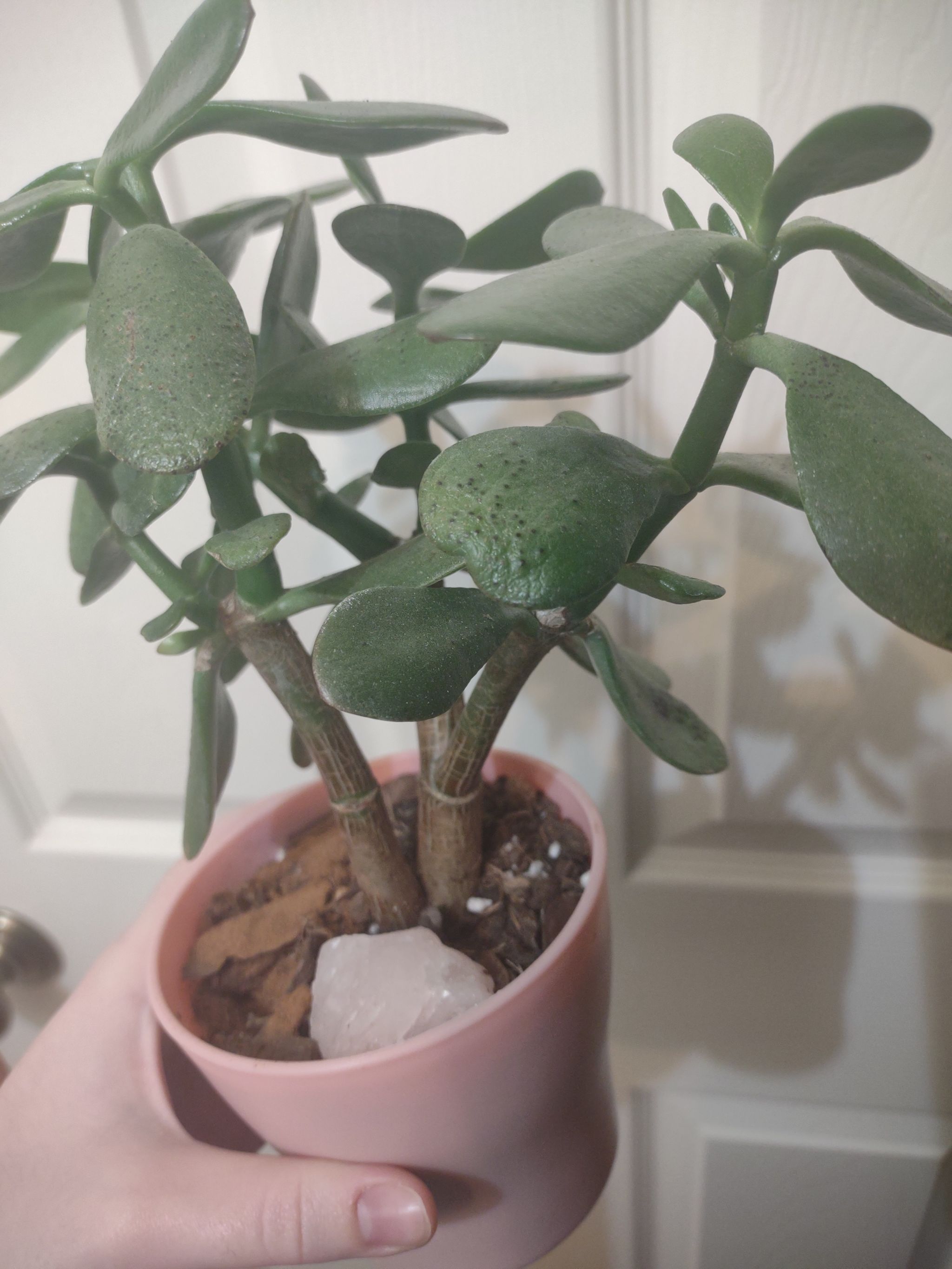 How to Care for Ogre Ears: Mastering Water, Sunlight & More
