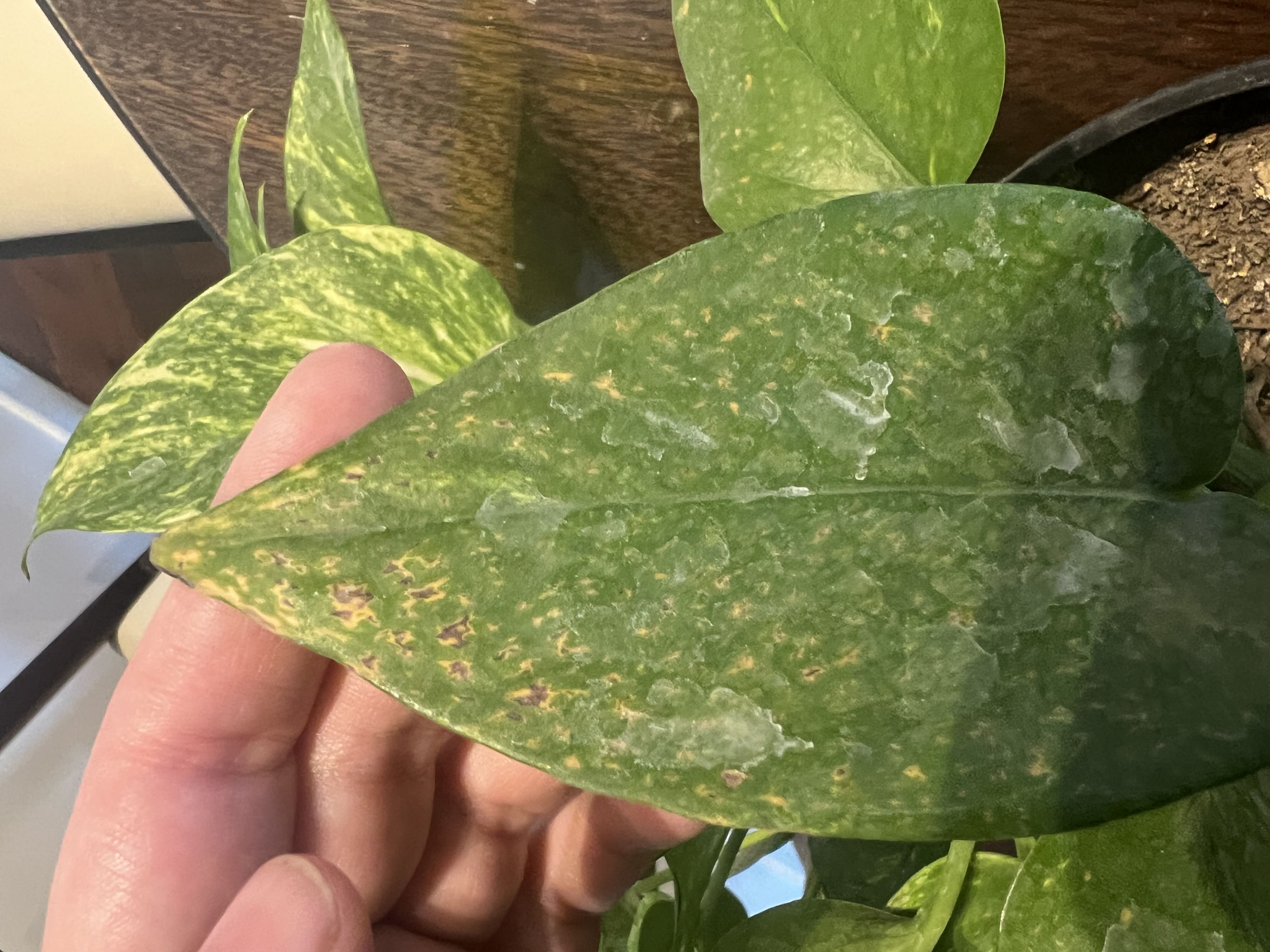 The Complete Golden Pothos Plant Care Guide: Water, Light & Beyond