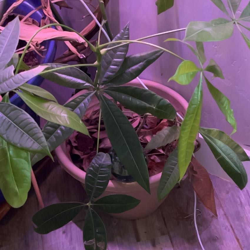 Zeus | A plant by @SpotonRosebush on Greg