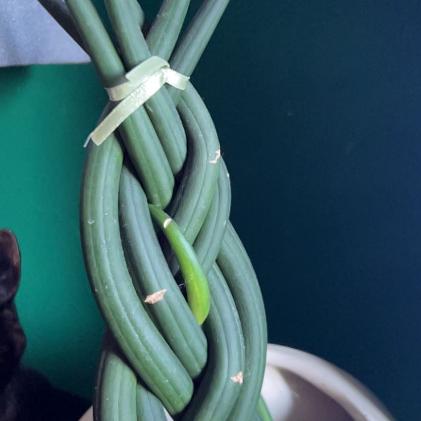 Gregarious | A plant by @ValidTigeraloe on Greg