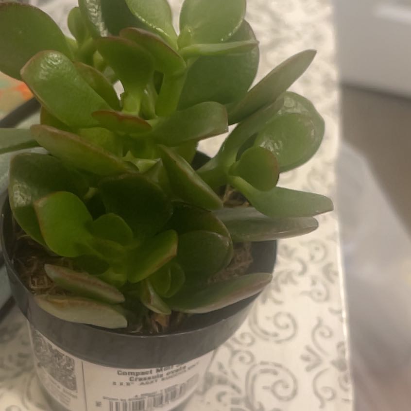 The Complete Crassula ovata 'compacta' Plant Care Guide: Water, Light ...