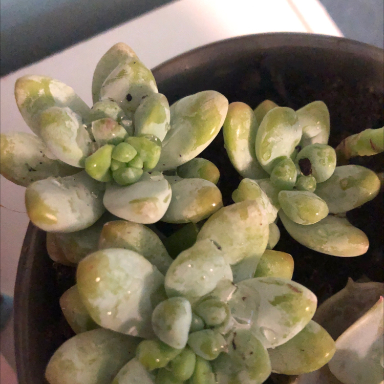 Sol | A plant by @LimberTobacco on Greg
