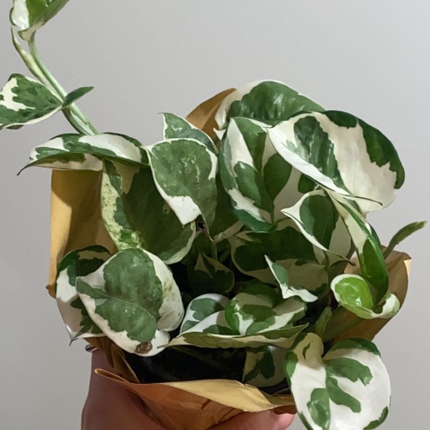 Apollo | A plant by @EagerShangrila on Greg