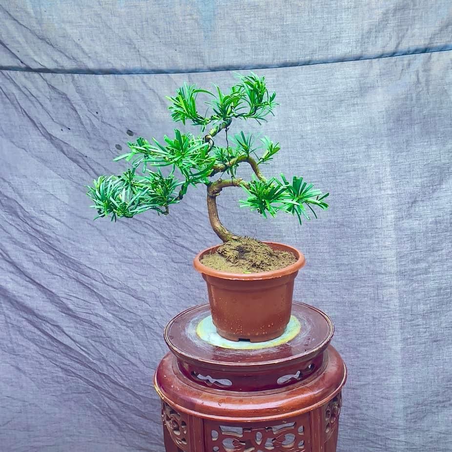 Propagating Chinese Yew: The Ultimate Guide