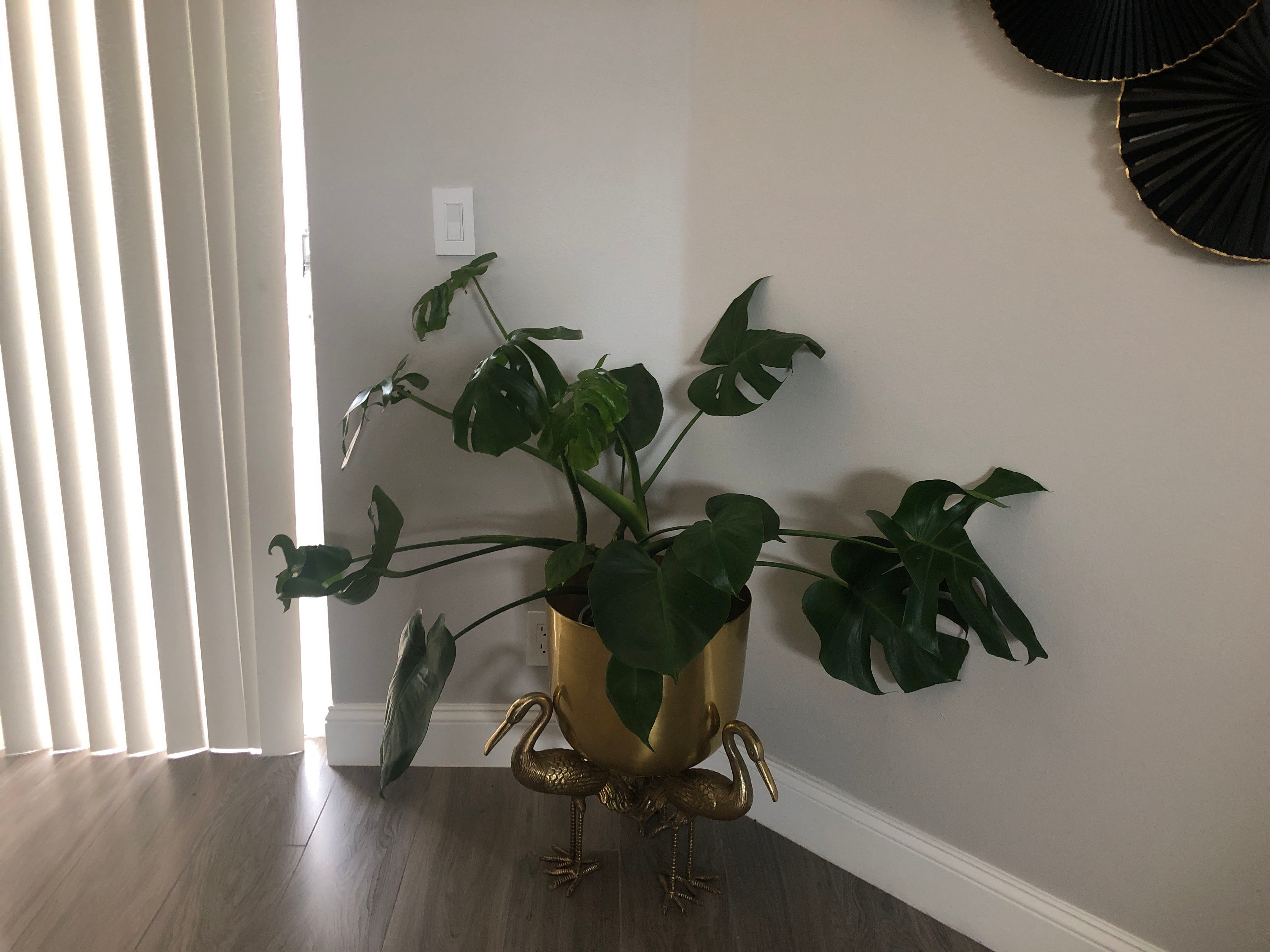 Keep Your monstera Alive: Light, Water & Care Instructions