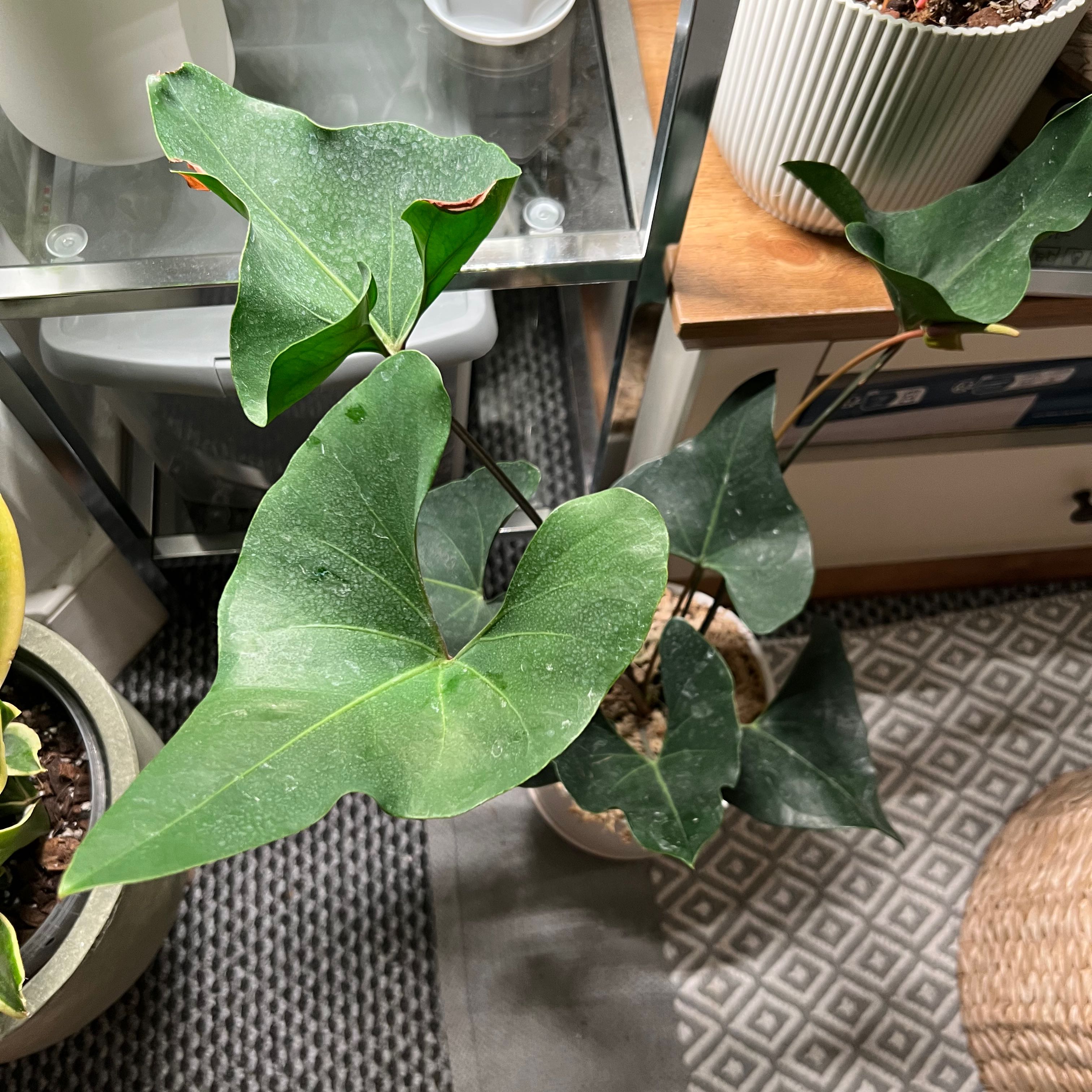 Anthurium ‘Arrow’ Plant Care: Water, Light, Nutrients | Greg App 🌱