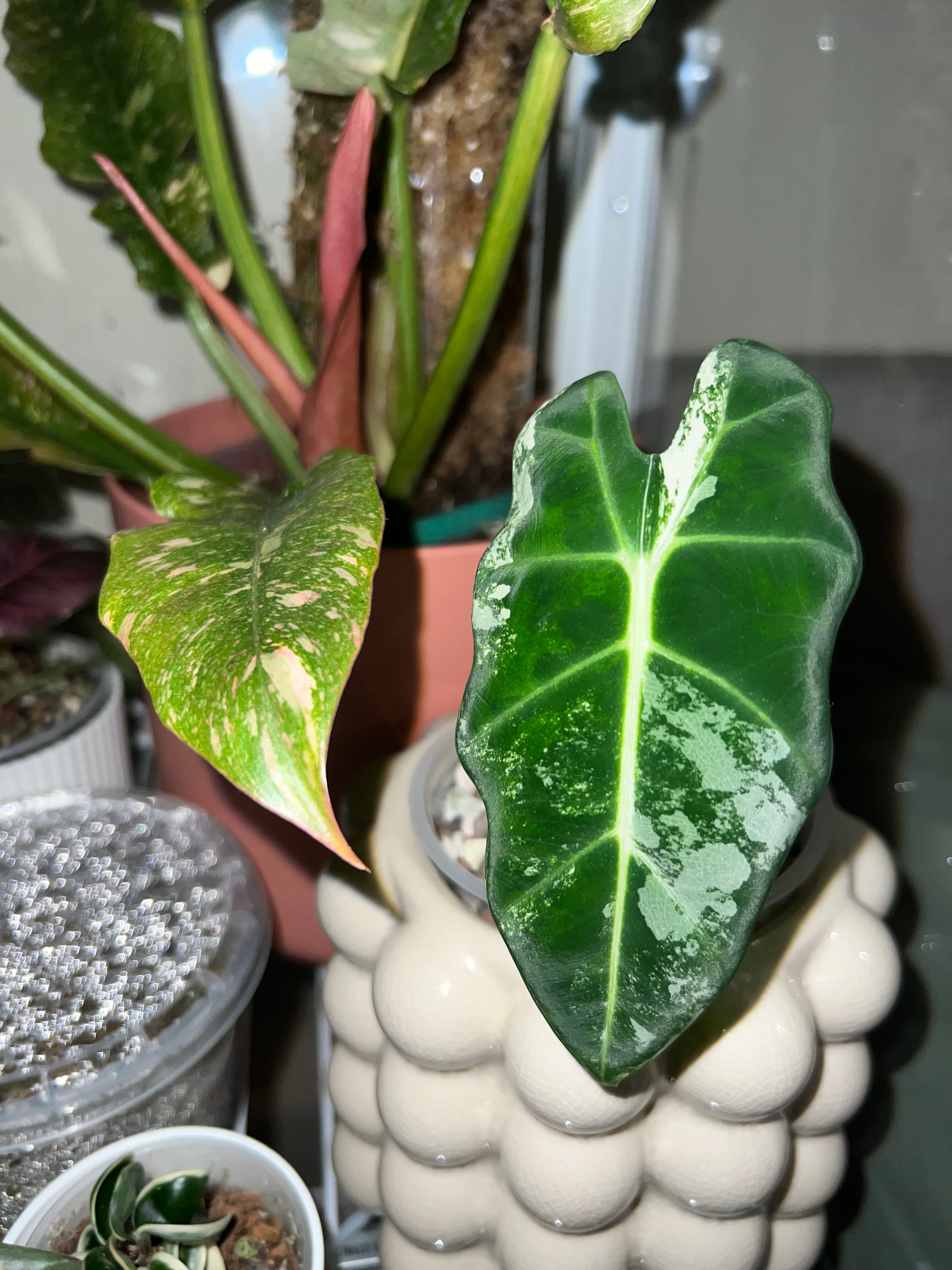 The Complete Alocasia Golden Bone Plant Care Guide: Water, Light & Beyond