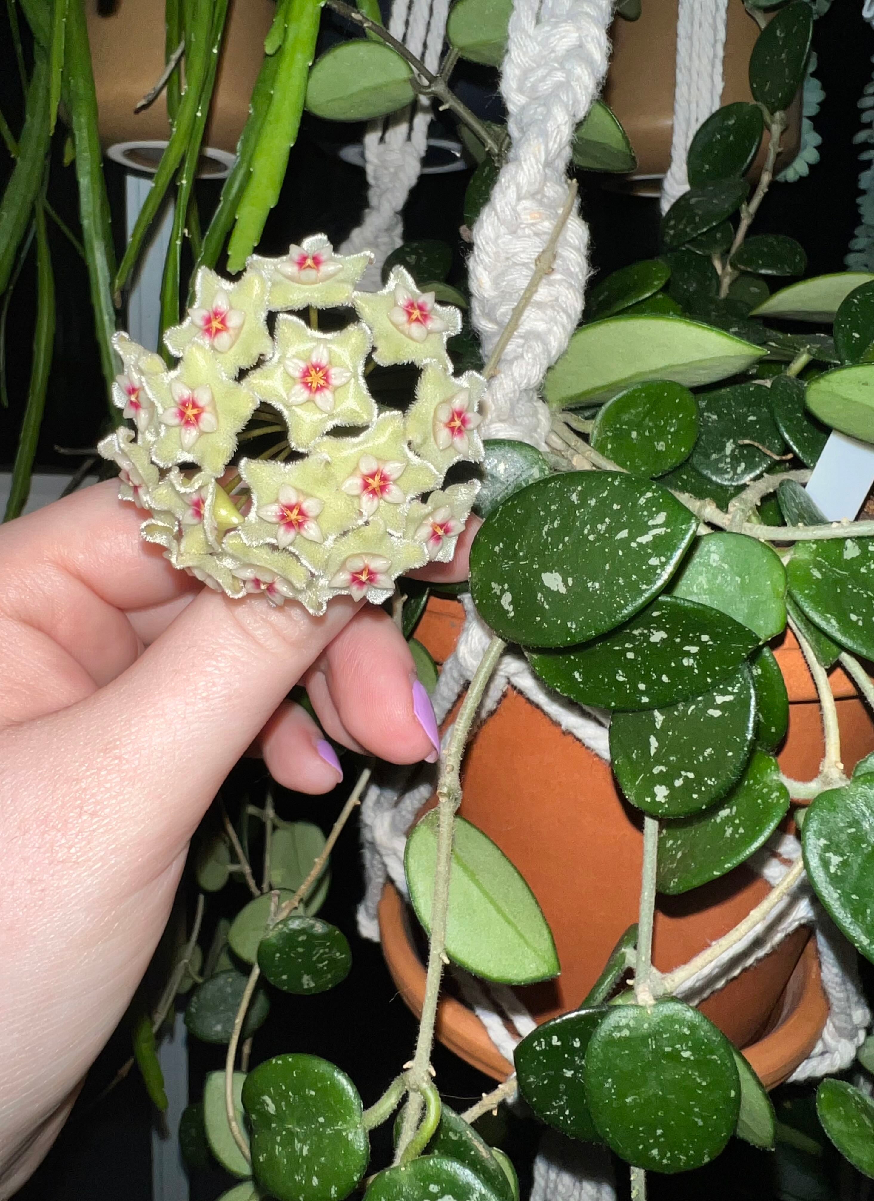 Hoya 'Mathilde Splash' Plant Care: Water, Light, Nutrients | Greg App 🌱