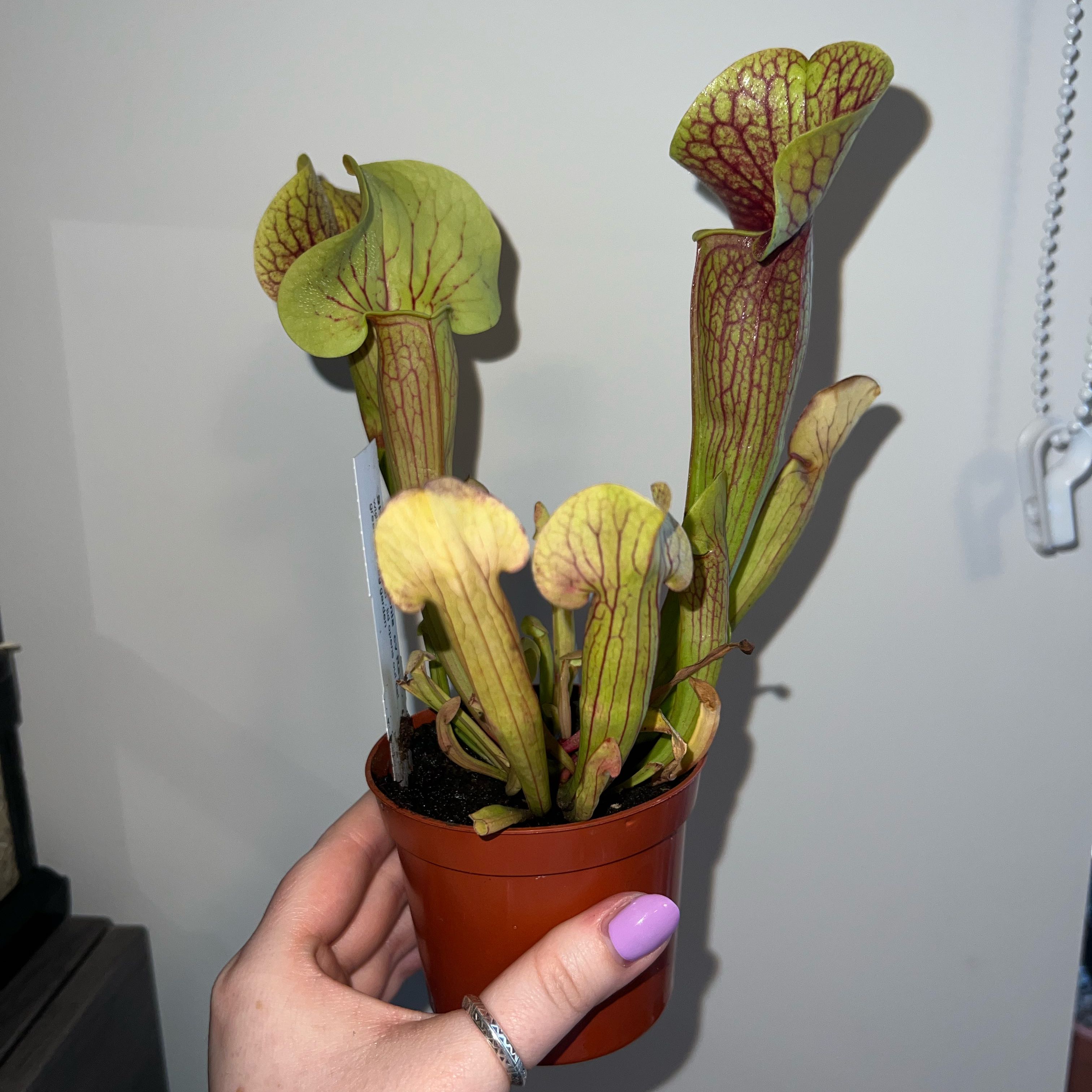 SH031 Sarracenia cv Ray Plant Care: Water, Light, Nutrients | Greg App 🌱