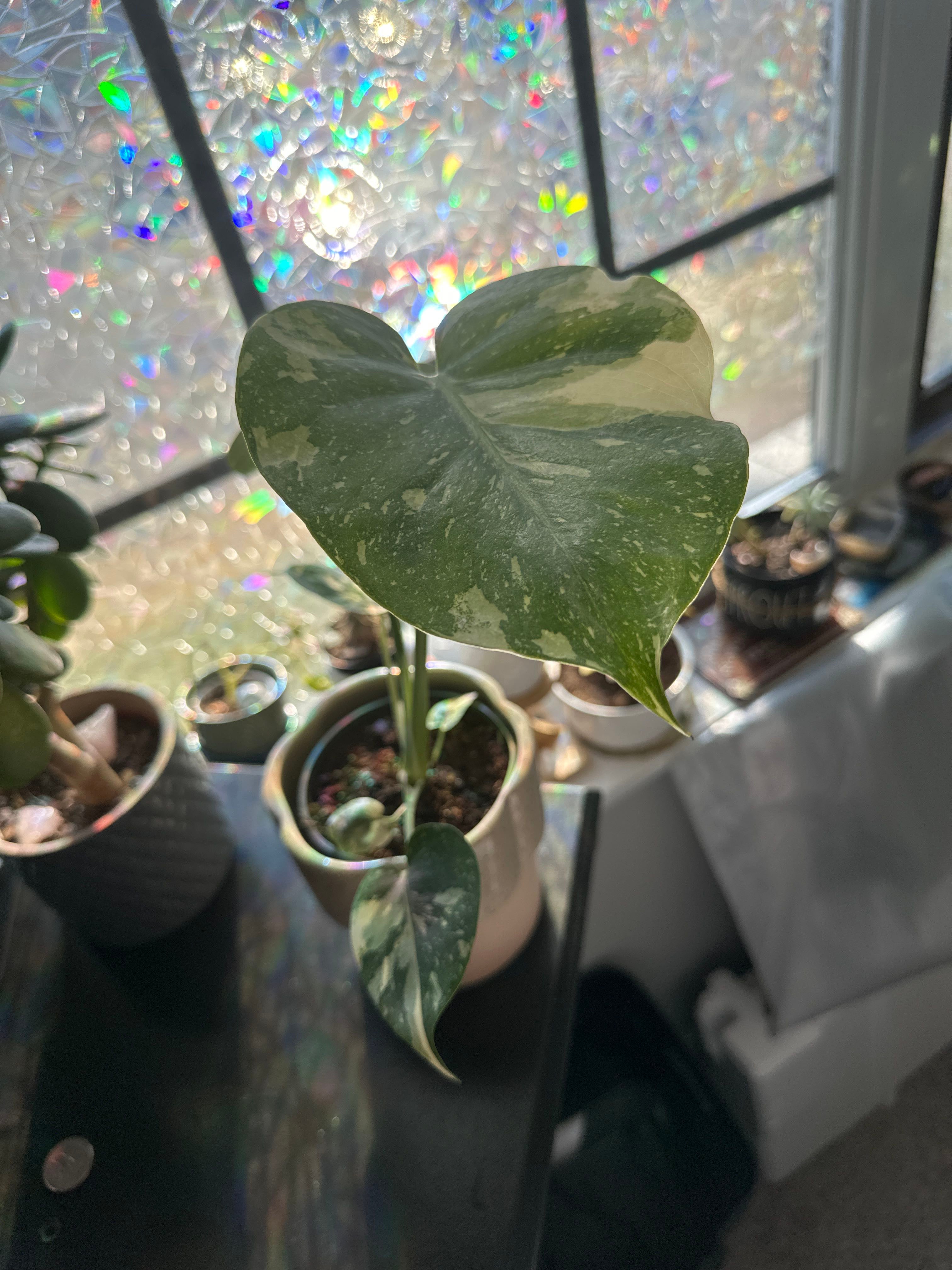 The Complete Monstera obliqua var. expilata Plant Care Guide: Water ...