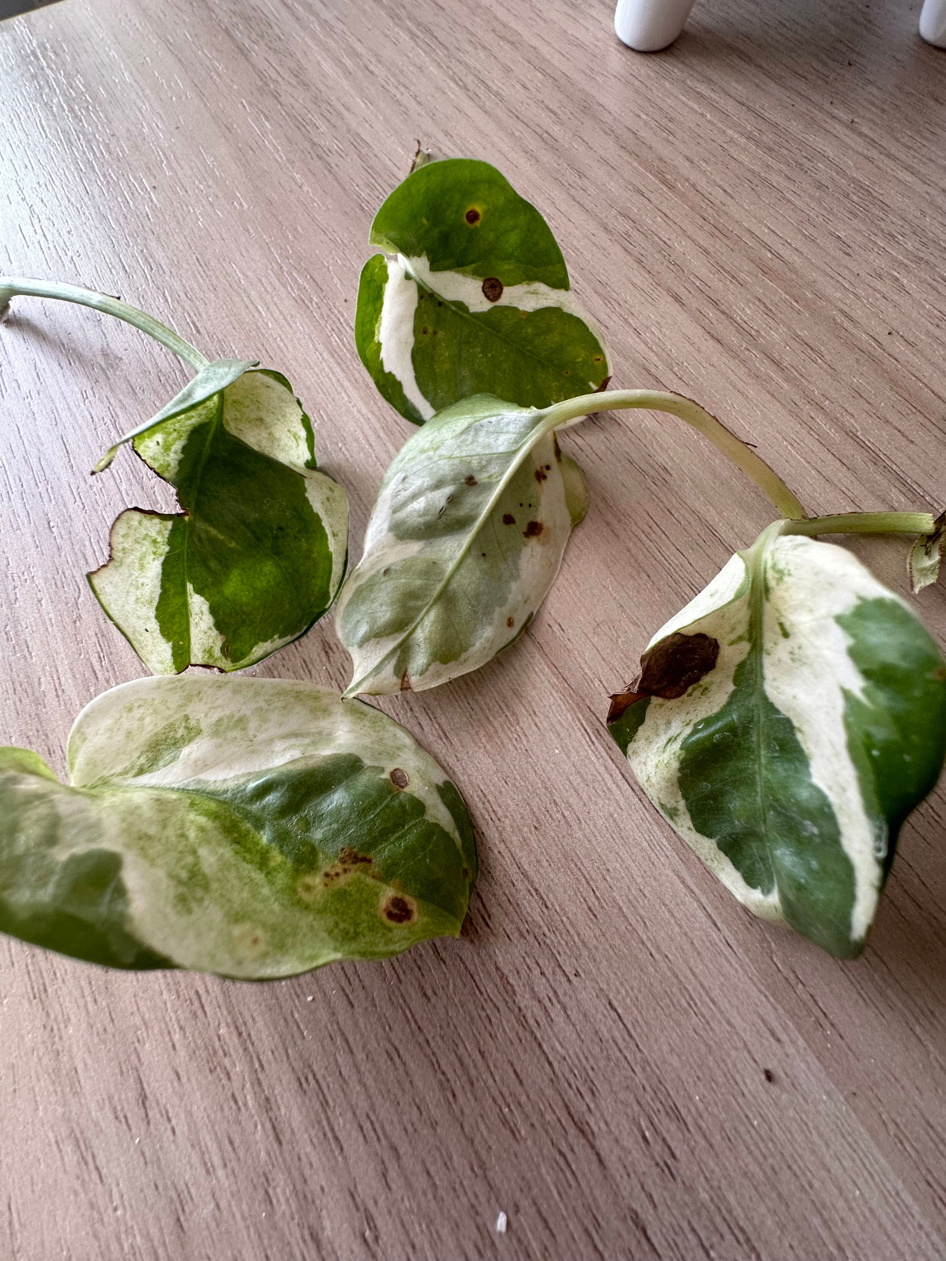 Skeleton Key Pothos Plant Care: Water, Light, Nutrients | Greg App 🌱