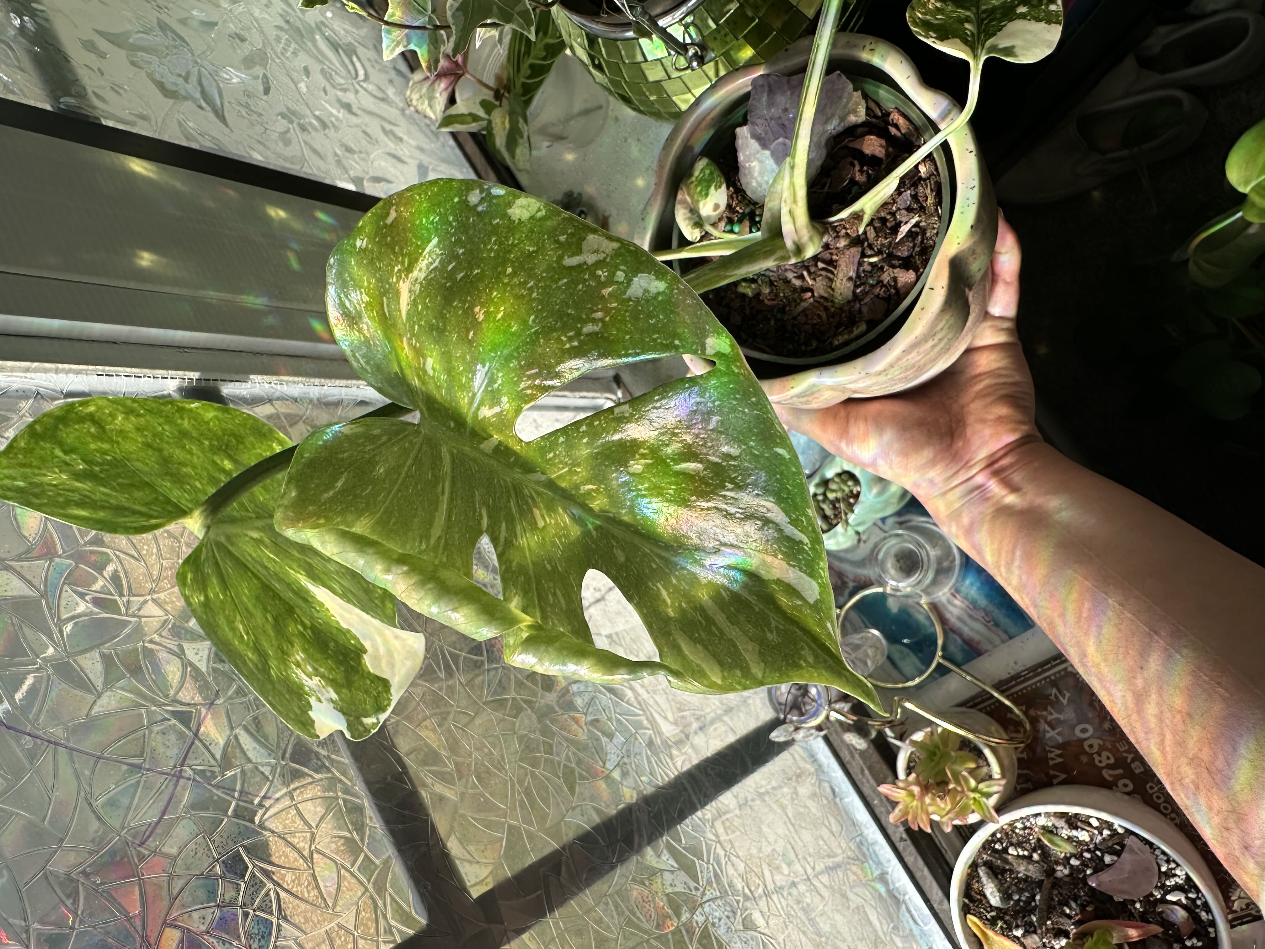 How Do I Propagate My Thai Constellation Monstera?