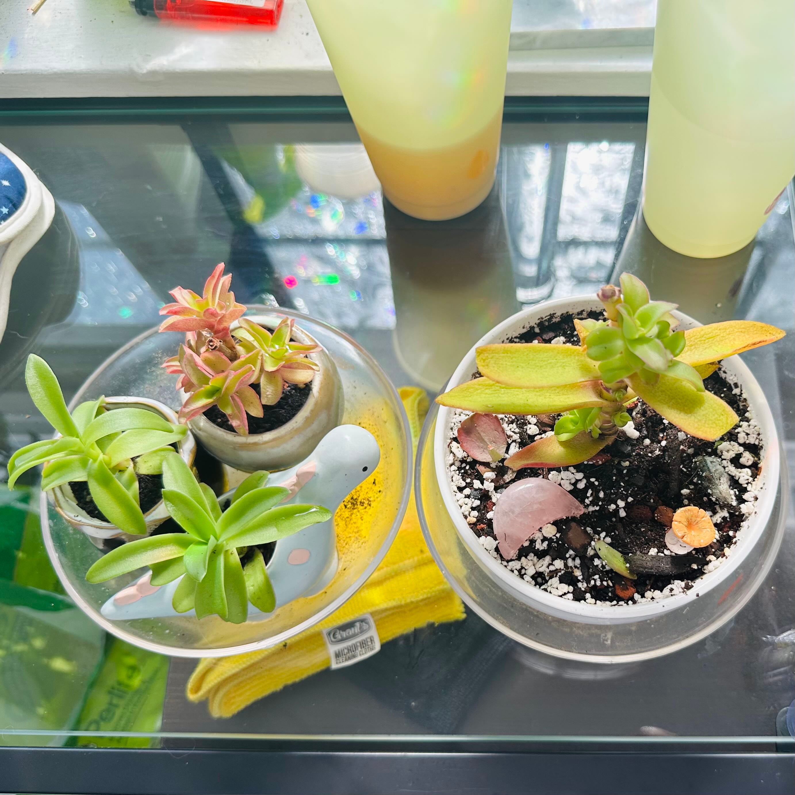 The Complete Crassula capitella 'Campfire' Plant Care Guide: Water ...