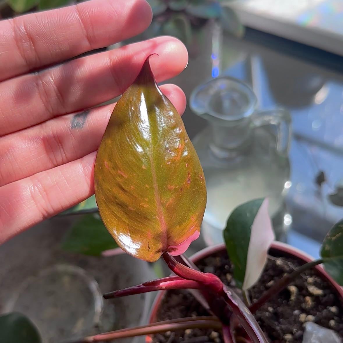 The Complete Rudolph Philodendron Plant Care Guide: Water, Light & Beyond