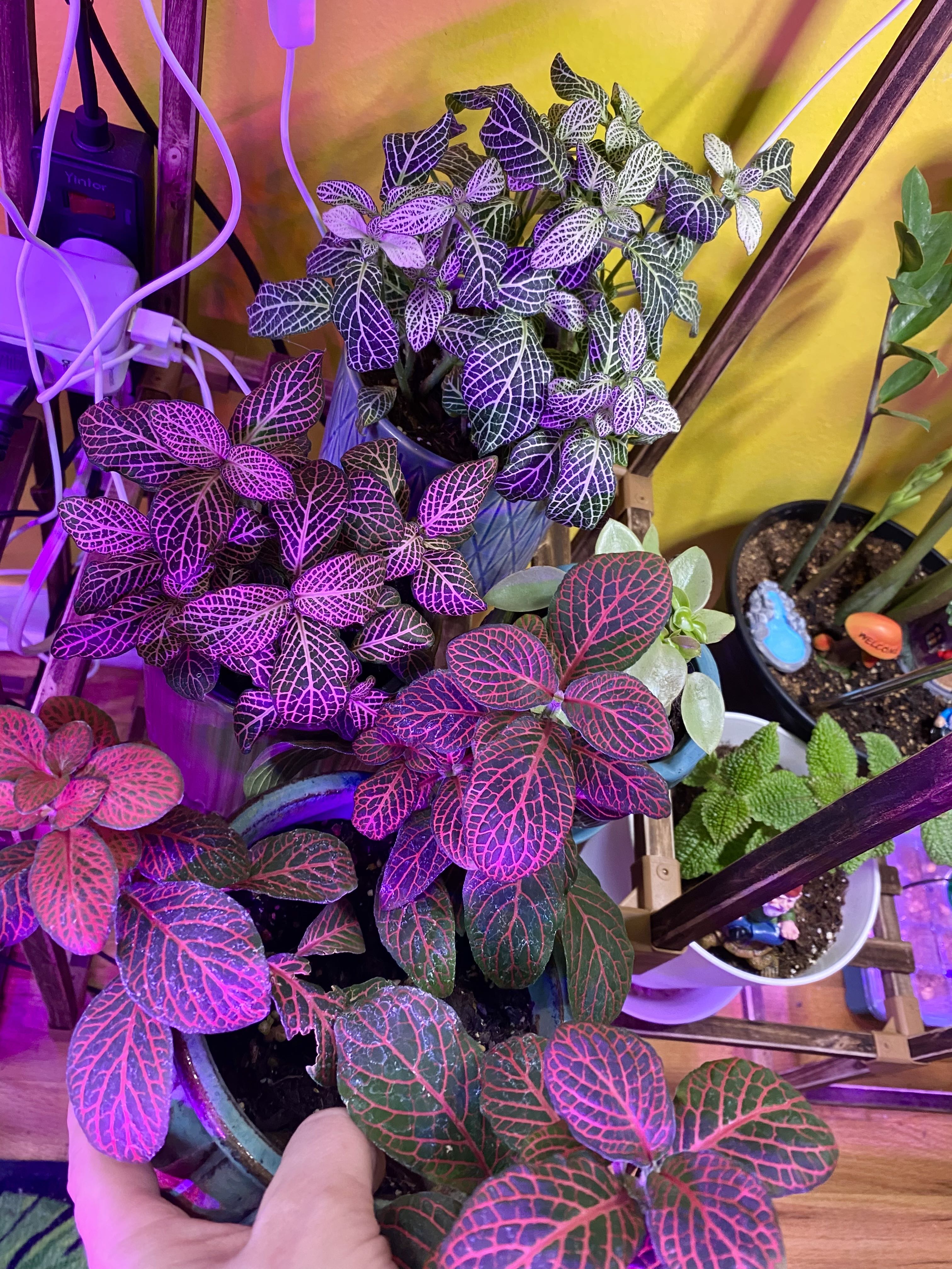 Drooping nerve plant.