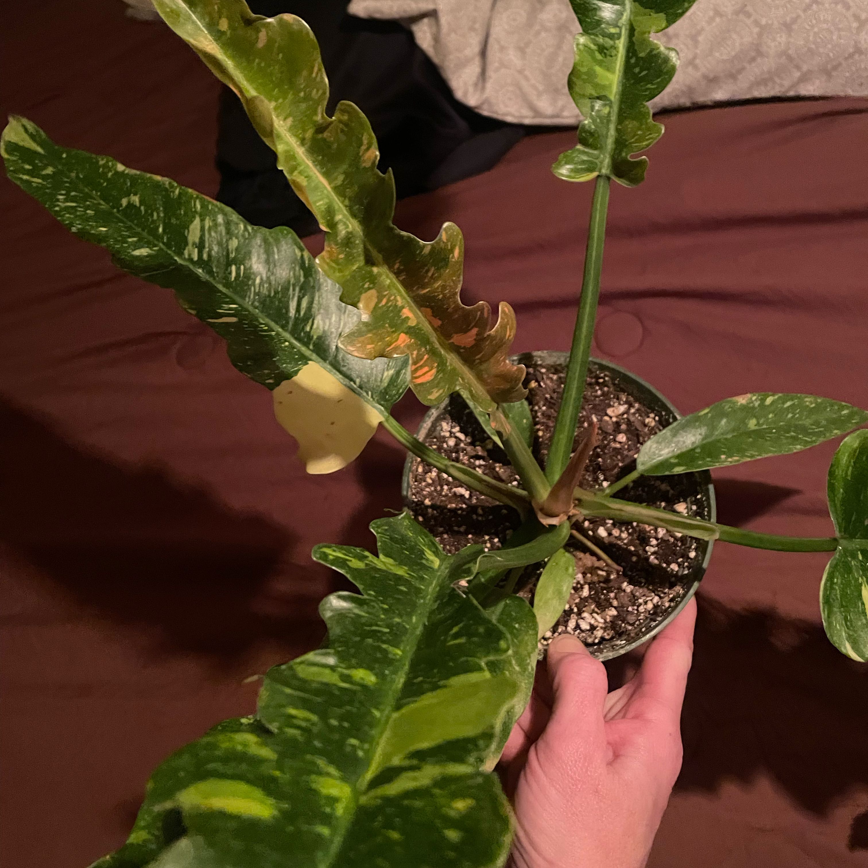 Philodendron Tiger Tooth Plant Care: Water, Light, Nutrients | Greg App 🌱