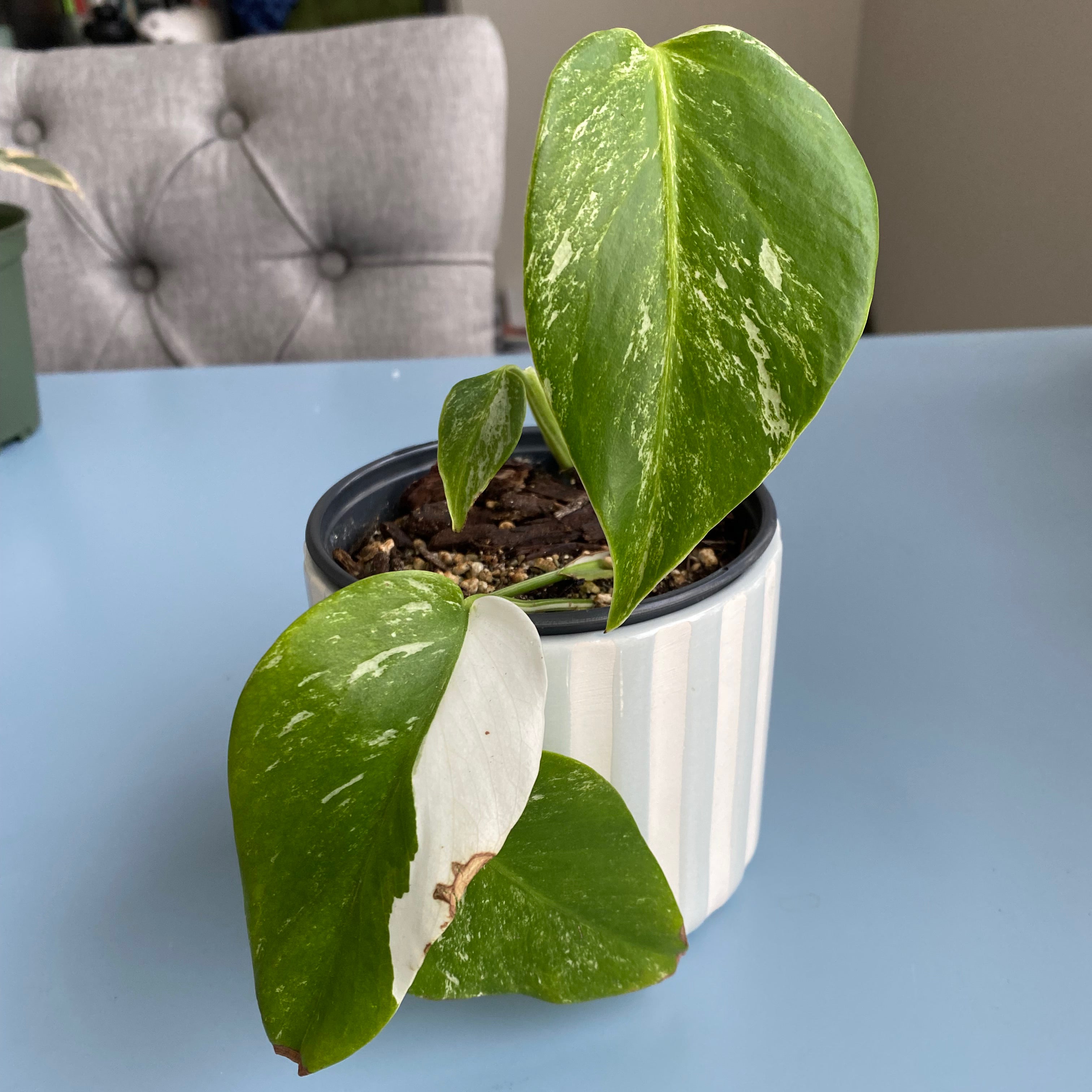 Why Are There Brown Spots on My Monstera 'Albo'?