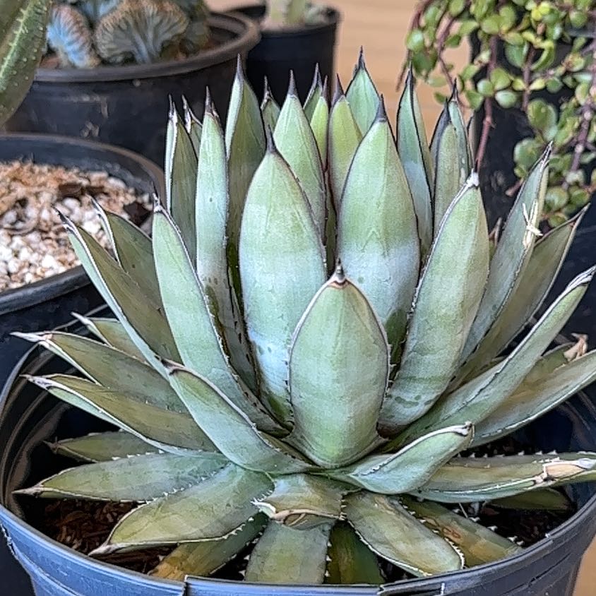 Blue Agave Plant Care: Water, Light, Nutrients | Greg App 🌱