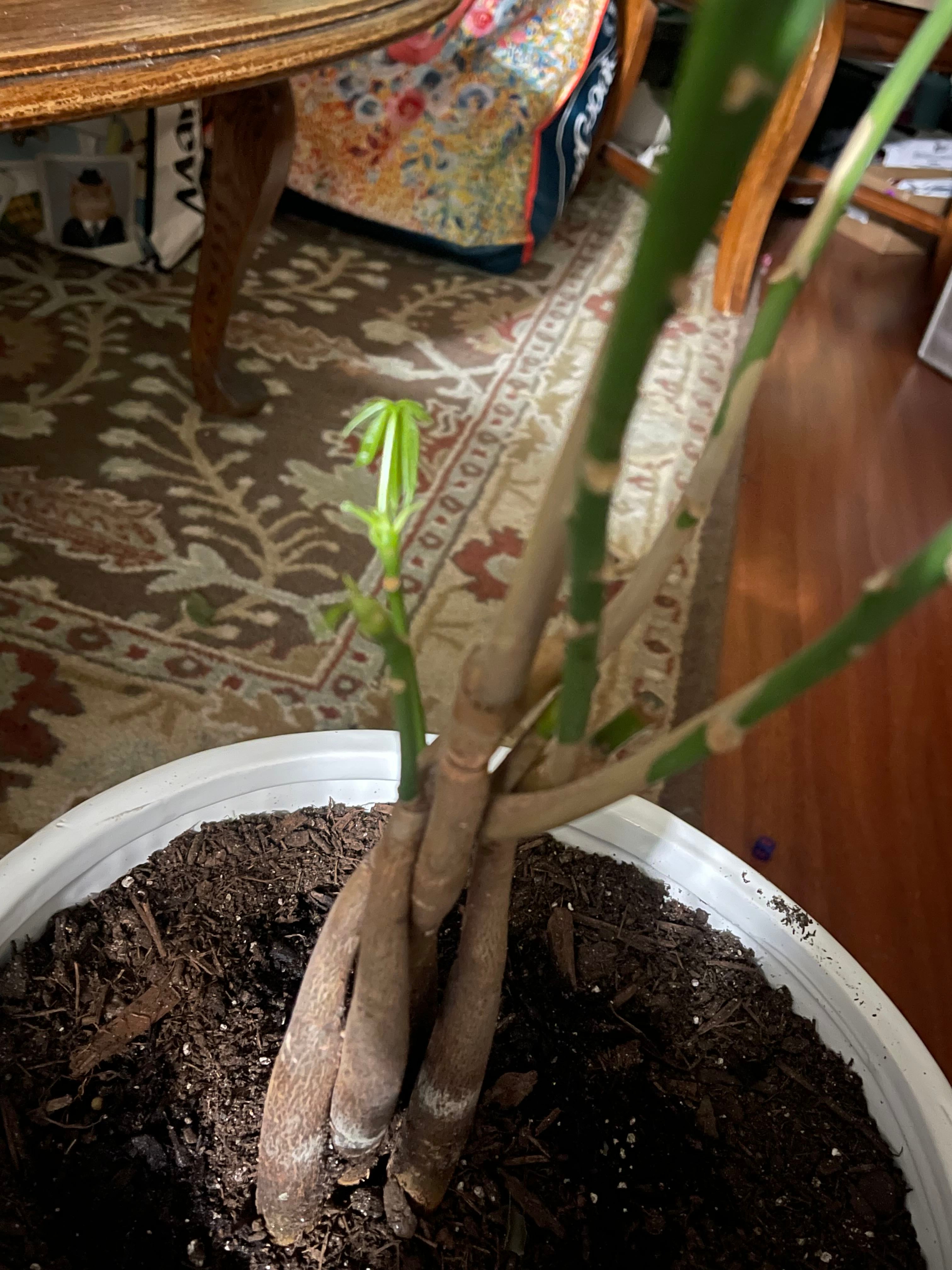 Propagating Money Tree: The Ultimate Guide 💰