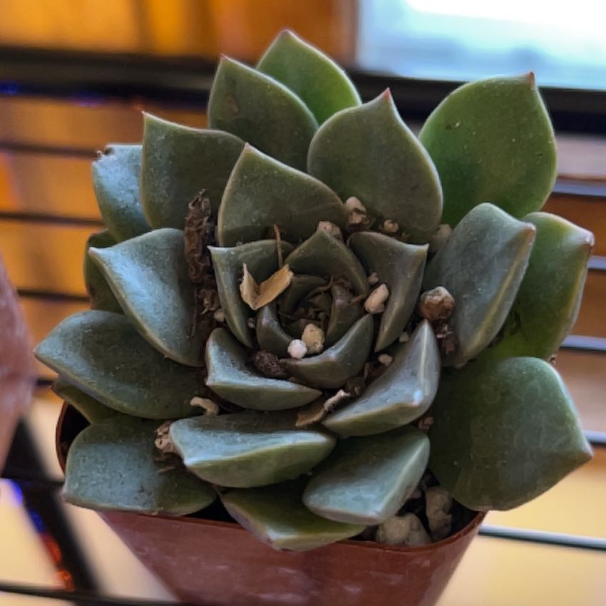 Marley | A plant by @UltraSwamprose on Greg