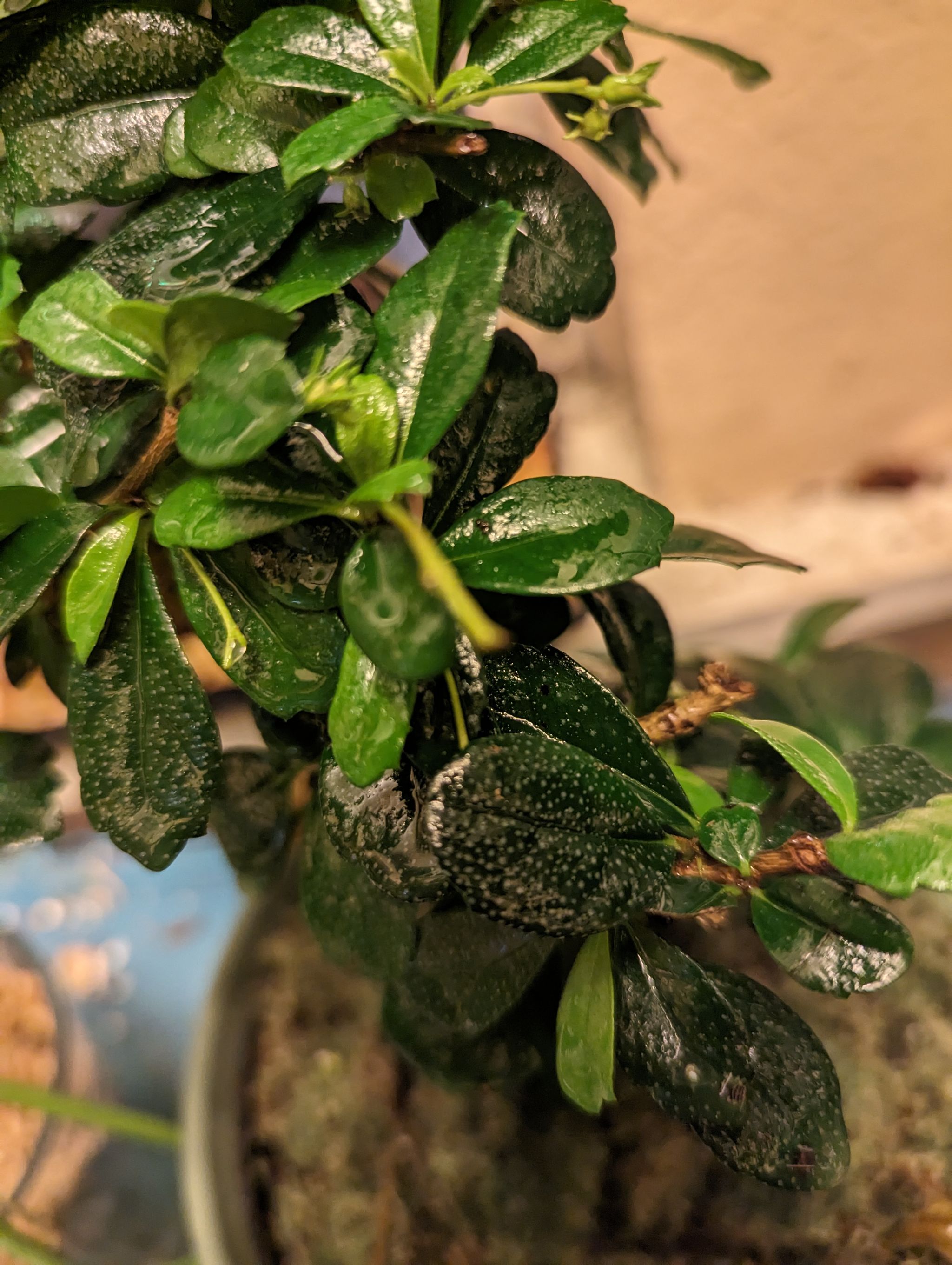 Fukien Tea Tree Plant Care: Water, Light, Nutrients | Greg App 🌱