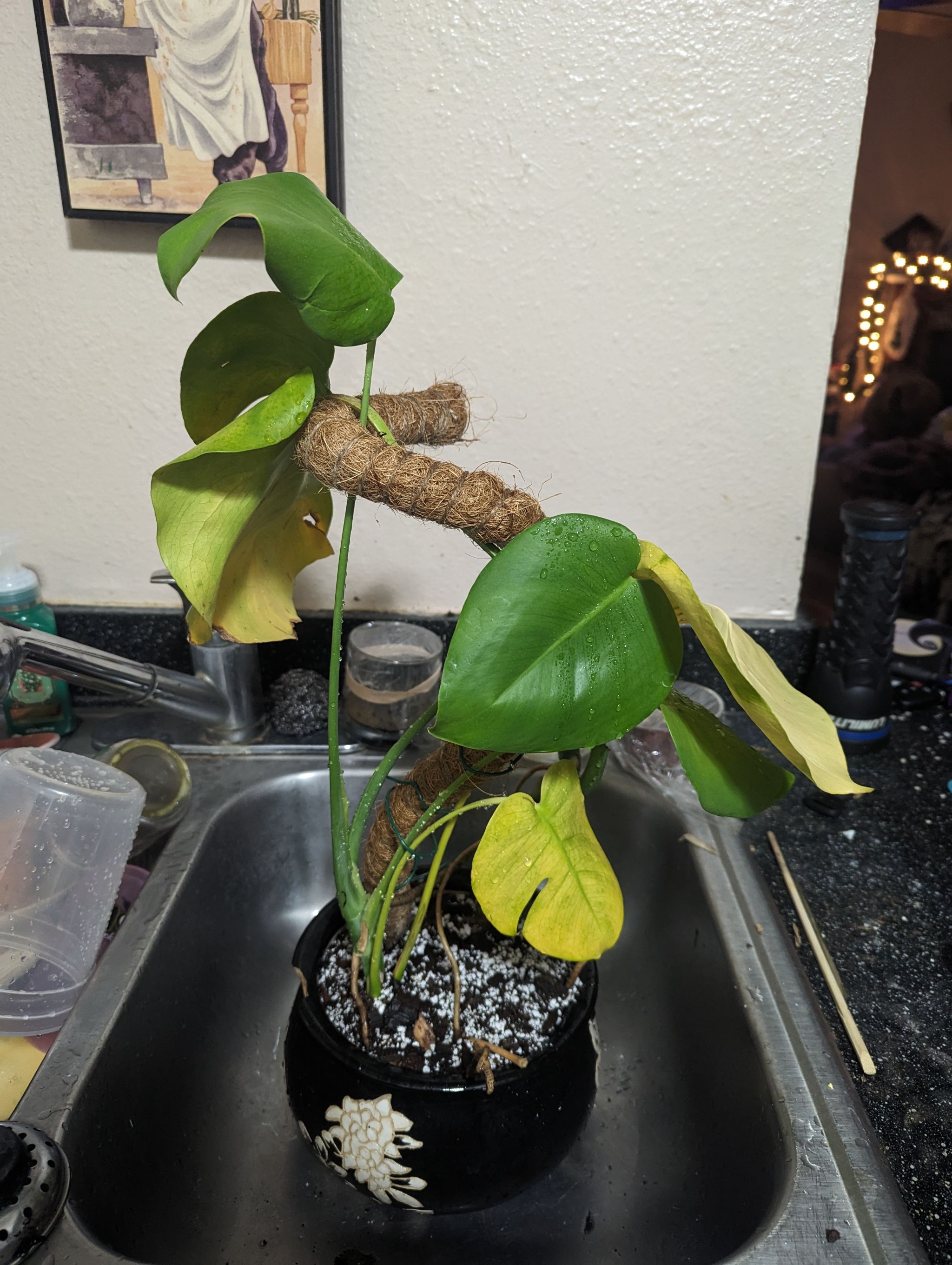 Monstera Adansonii Variegated Plant Care: Water, Light, Nutrients ...