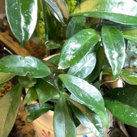 Wax plant | A plant by @GladSilversage on Greg