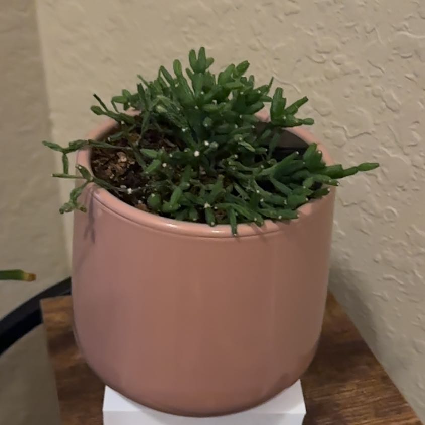 Nemo | A plant by @PrincelyAgboy on Greg