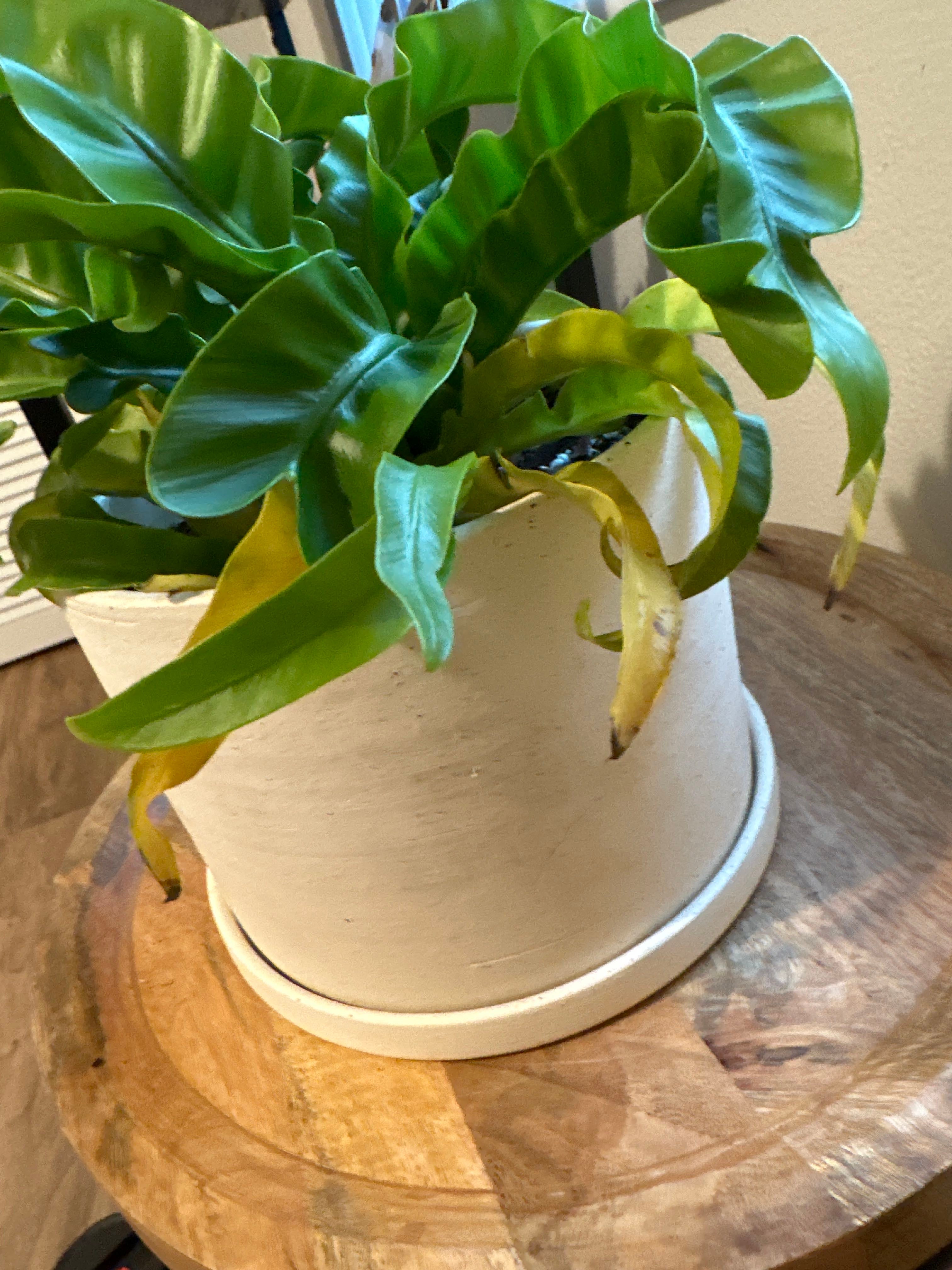 The Complete Crispy Wave Fern Plant Care Guide: Water, Light & Beyond