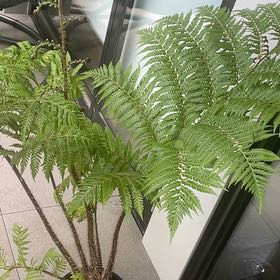 Cyathea cunninghamii: How Much Water & Light Does it Need to Thrive?