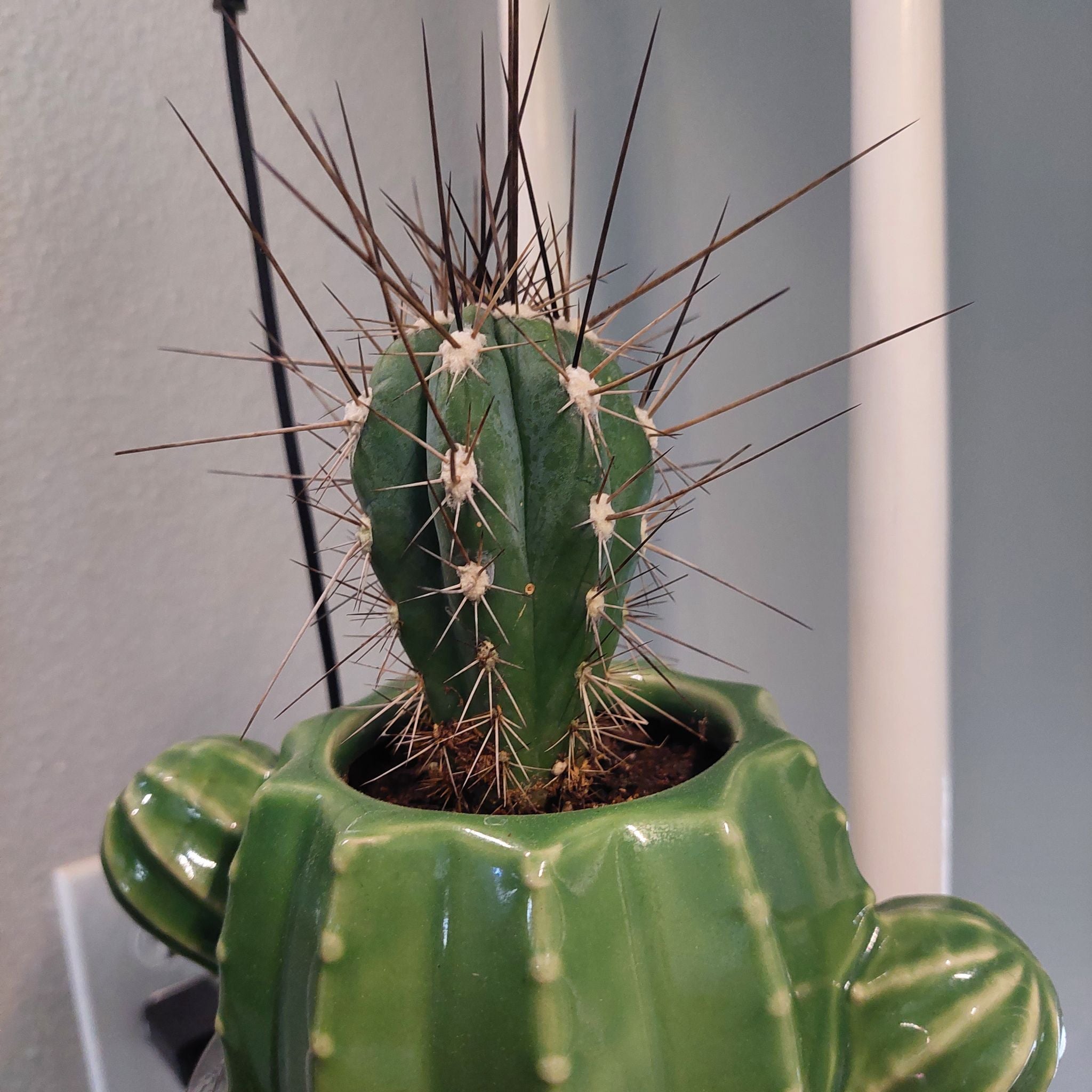 Common Toothpick Cactus Problems