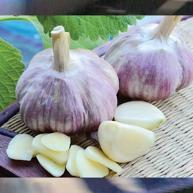 Dwarf garlic Plant Care: Water, Light, Nutrients | Greg App 🌱