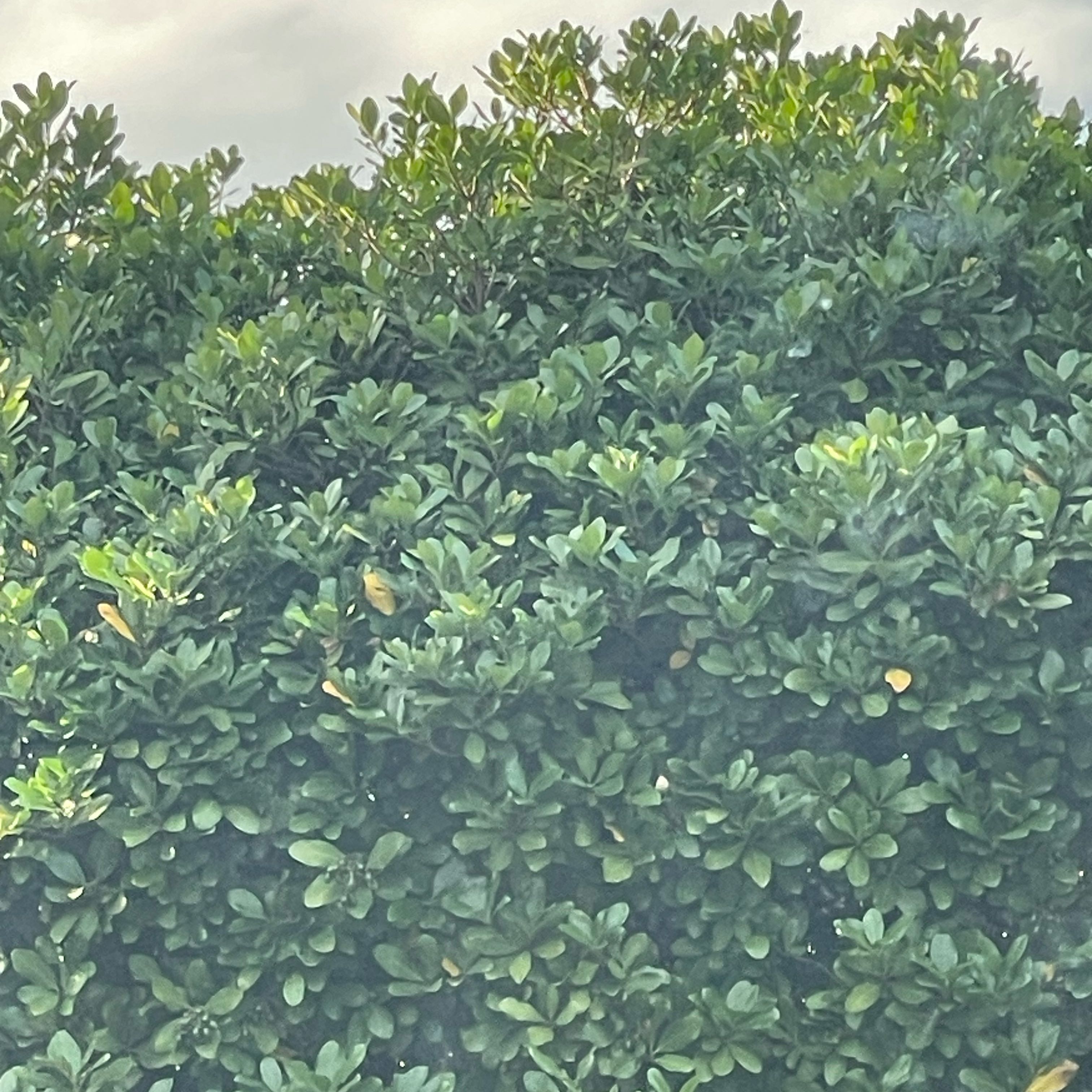 Karaka Plant Care: Water, Light, Nutrients | Greg App 🌱