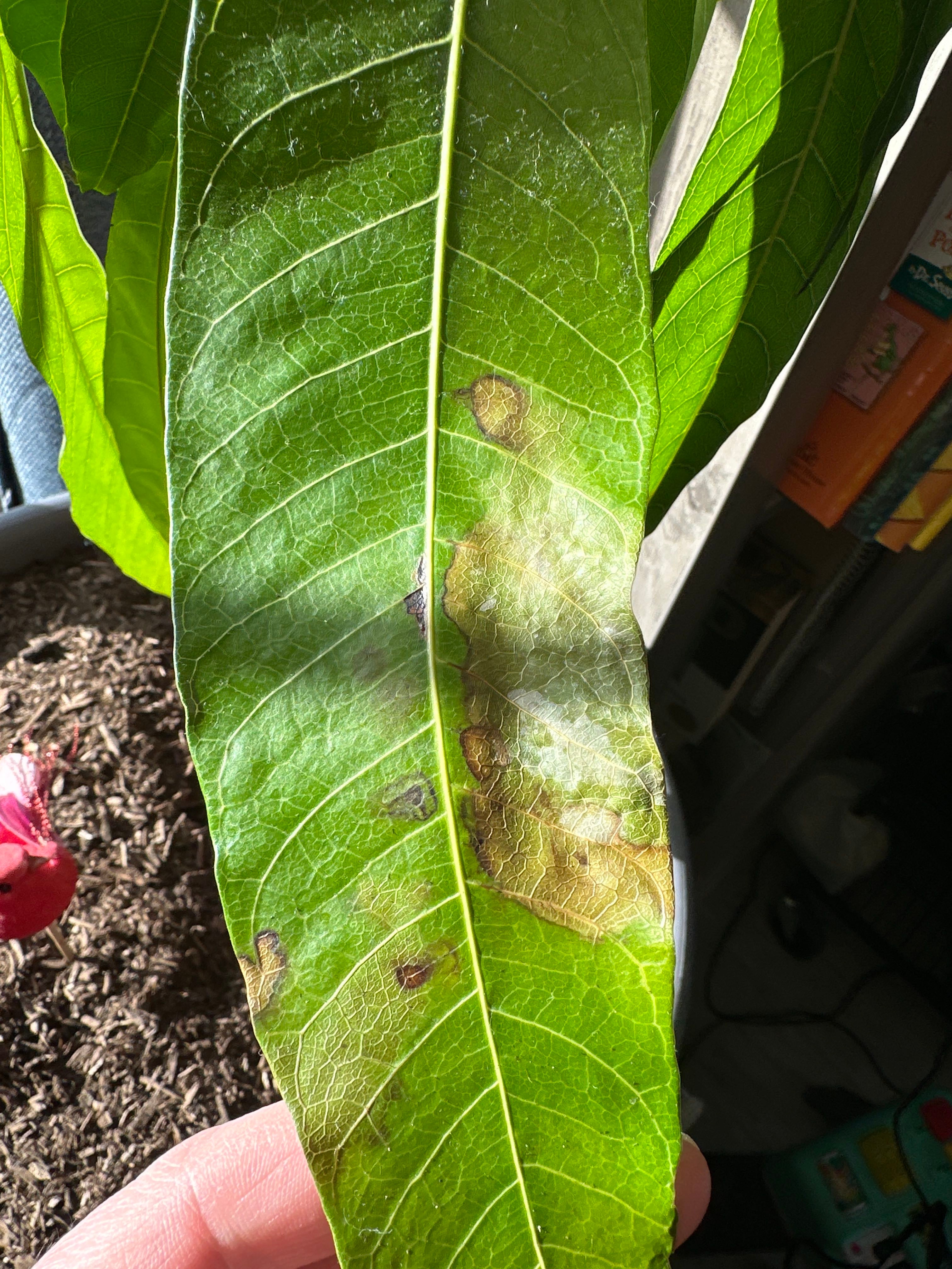 Diagnosing mango root rot