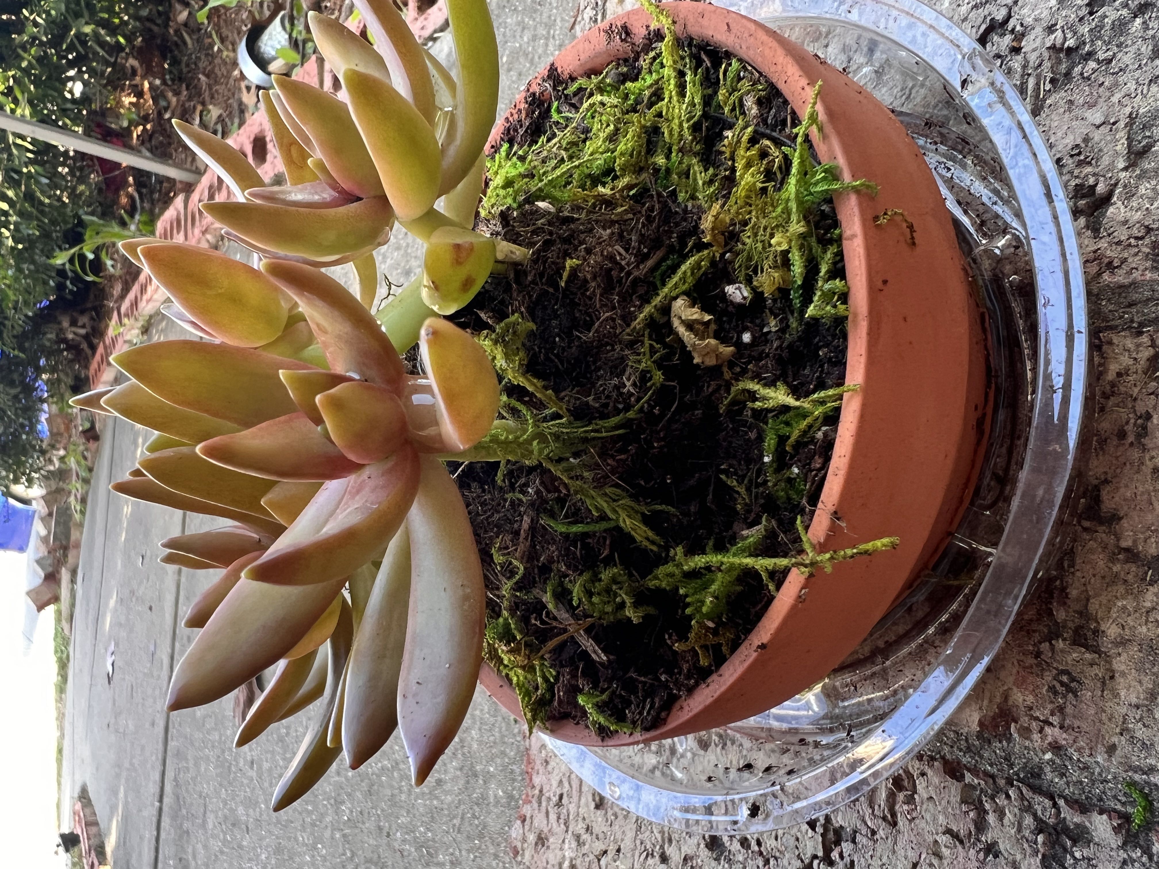 How to Care for Sedum polytrichoides 'Chocolate Ball': Mastering Water ...