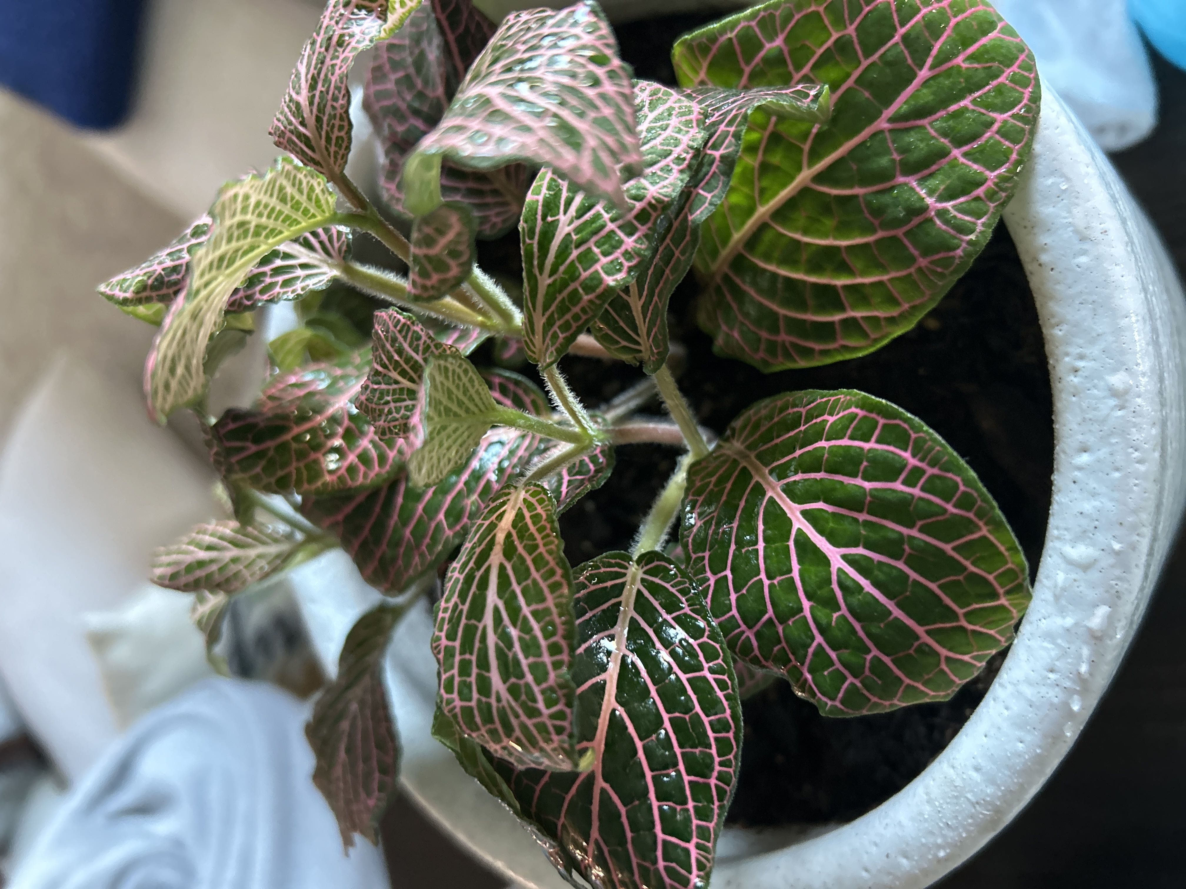 Drooping nerve plant.