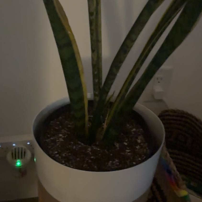 Homer | A plant by @ArtisteFreesia on Greg