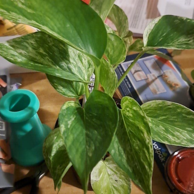 6 - Rihanna | A plant by @SportMangotree on Greg