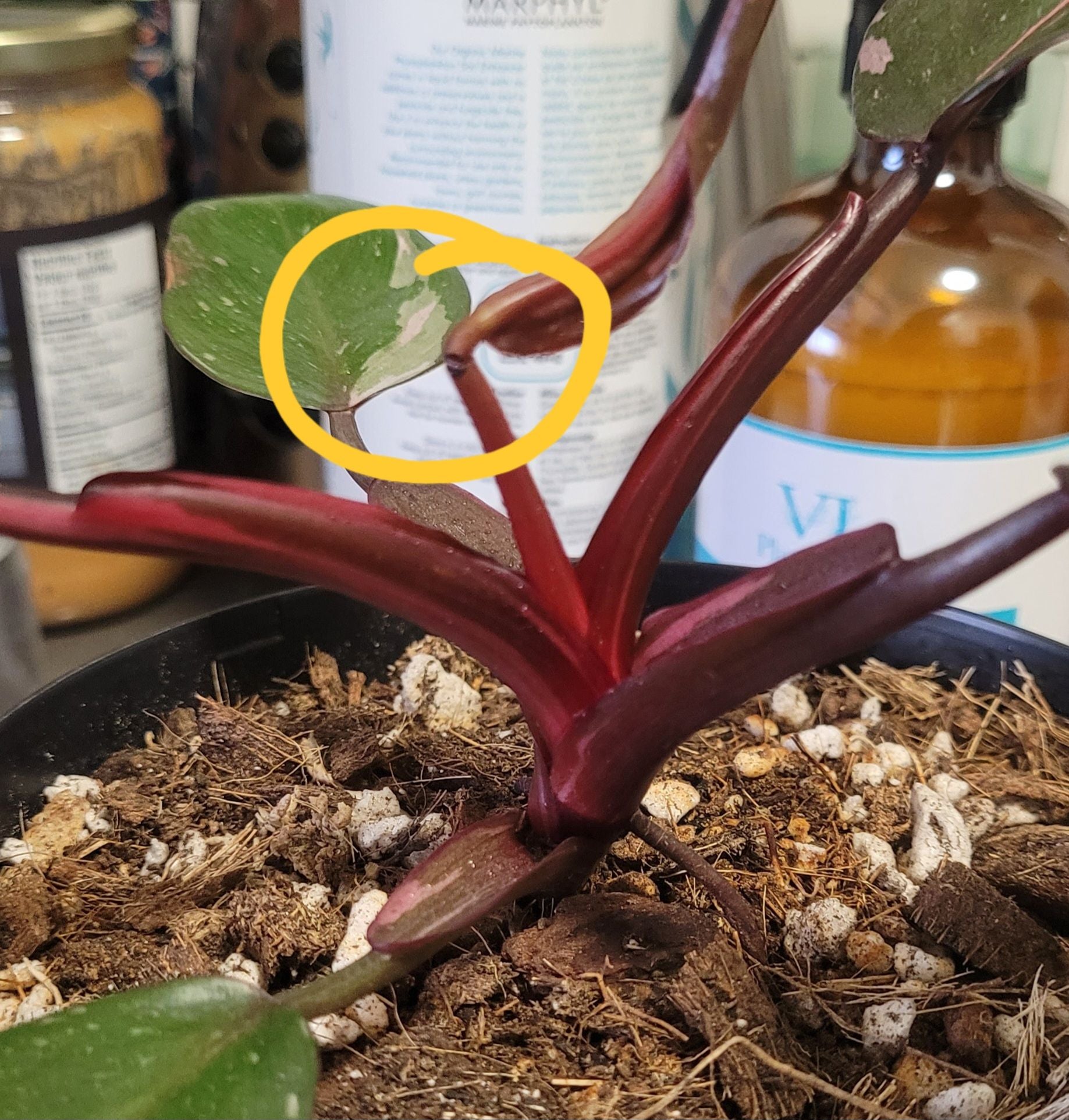 🐞 Black Spots on My Pink Princess Philodendron Leaves