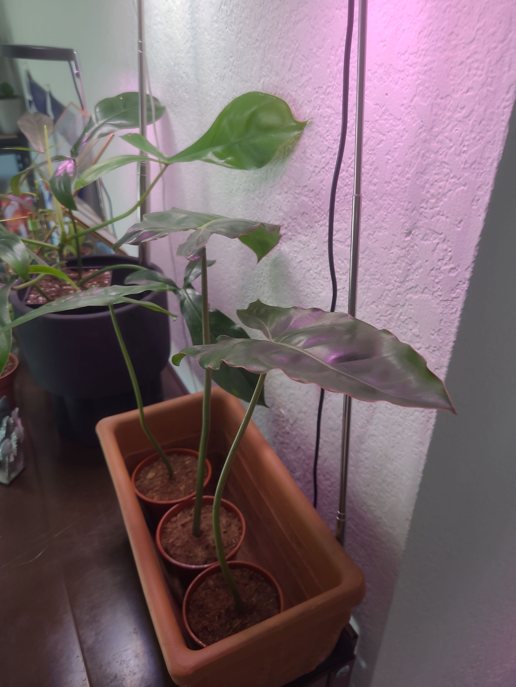The Complete philodendron chocolate empress Plant Care Guide: Water ...