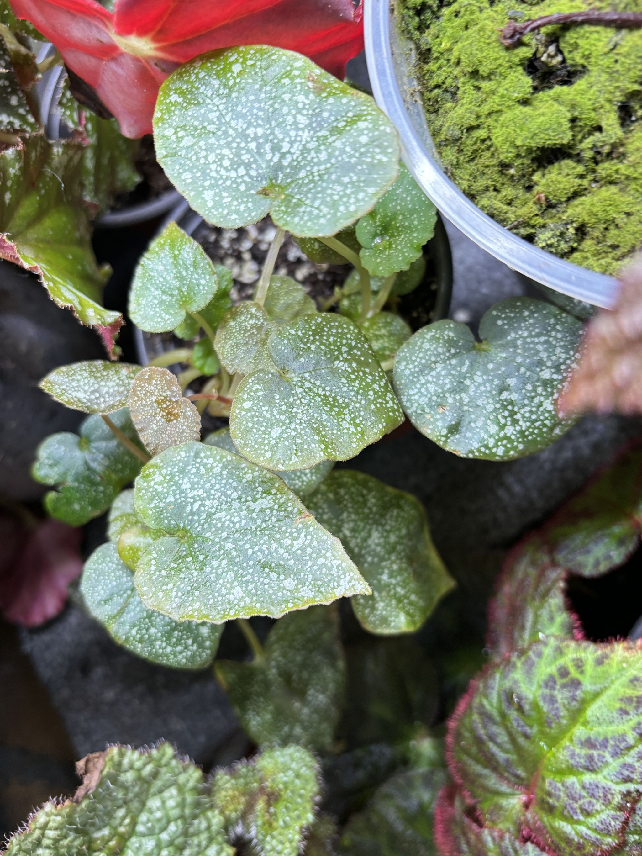 Symbolism and Benefits of the Begonia maculata 'Tamaya'