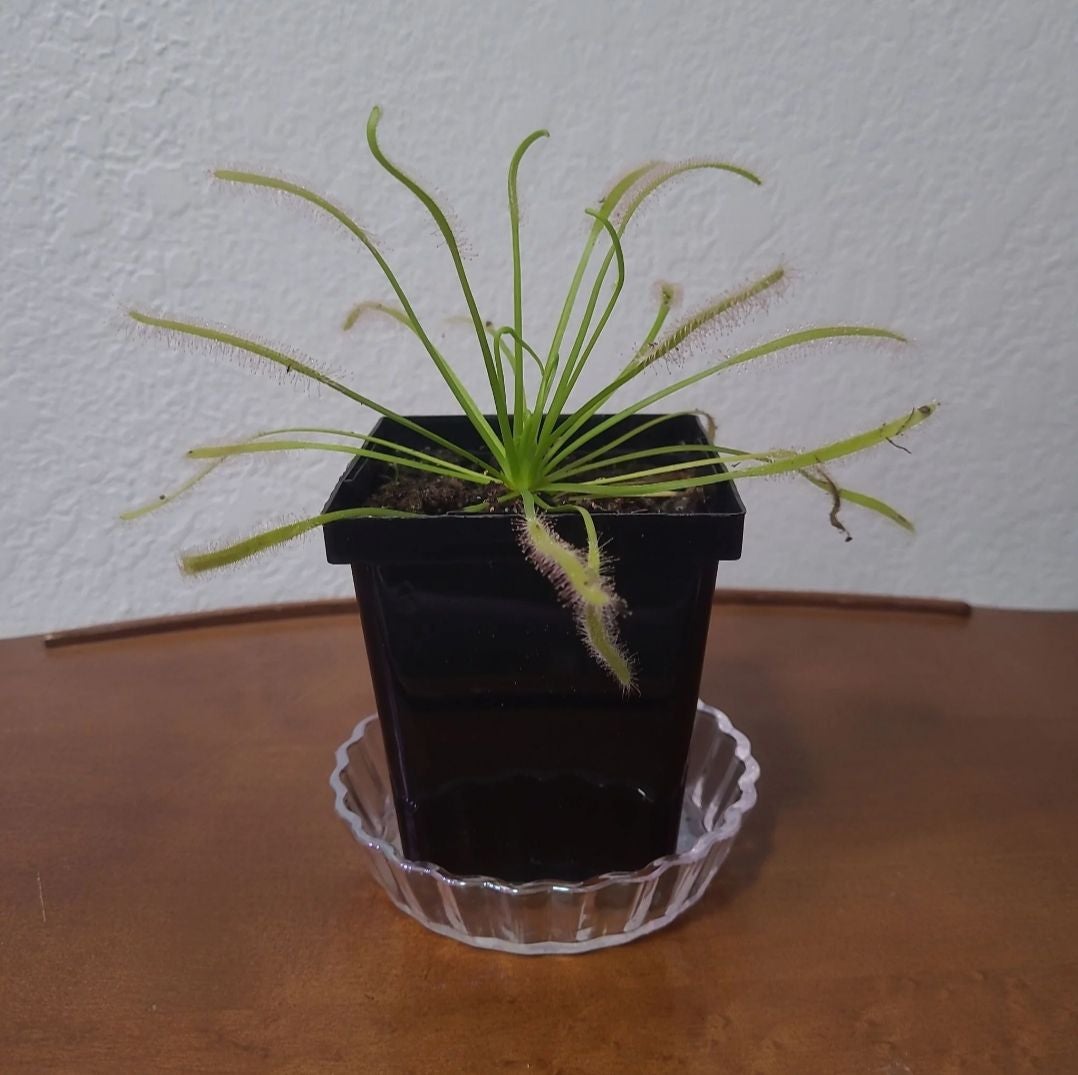 Lifespan of Sundew 🪲