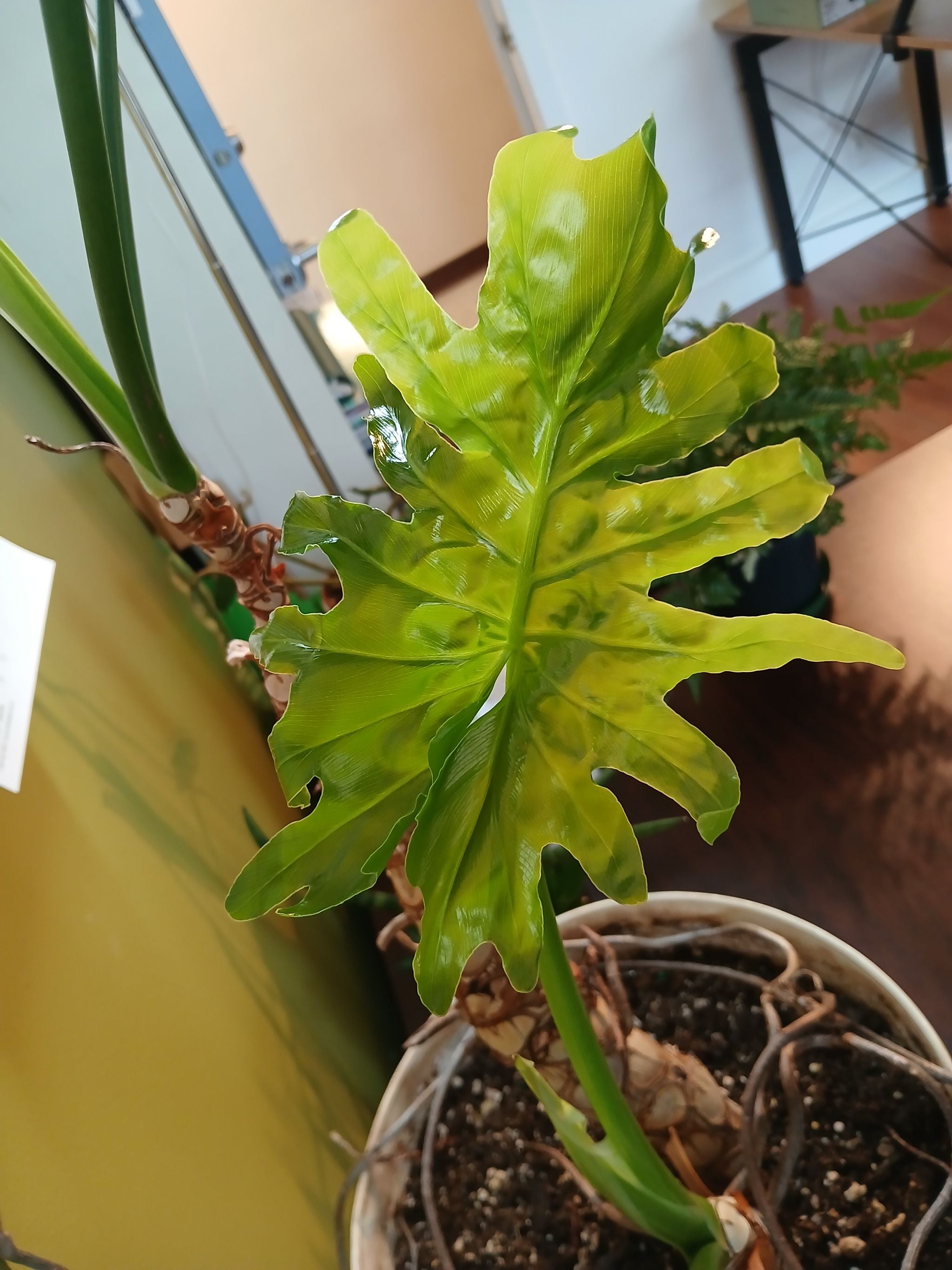 4 Secrets to Thriving Outdoor Split Leaf Philodendron