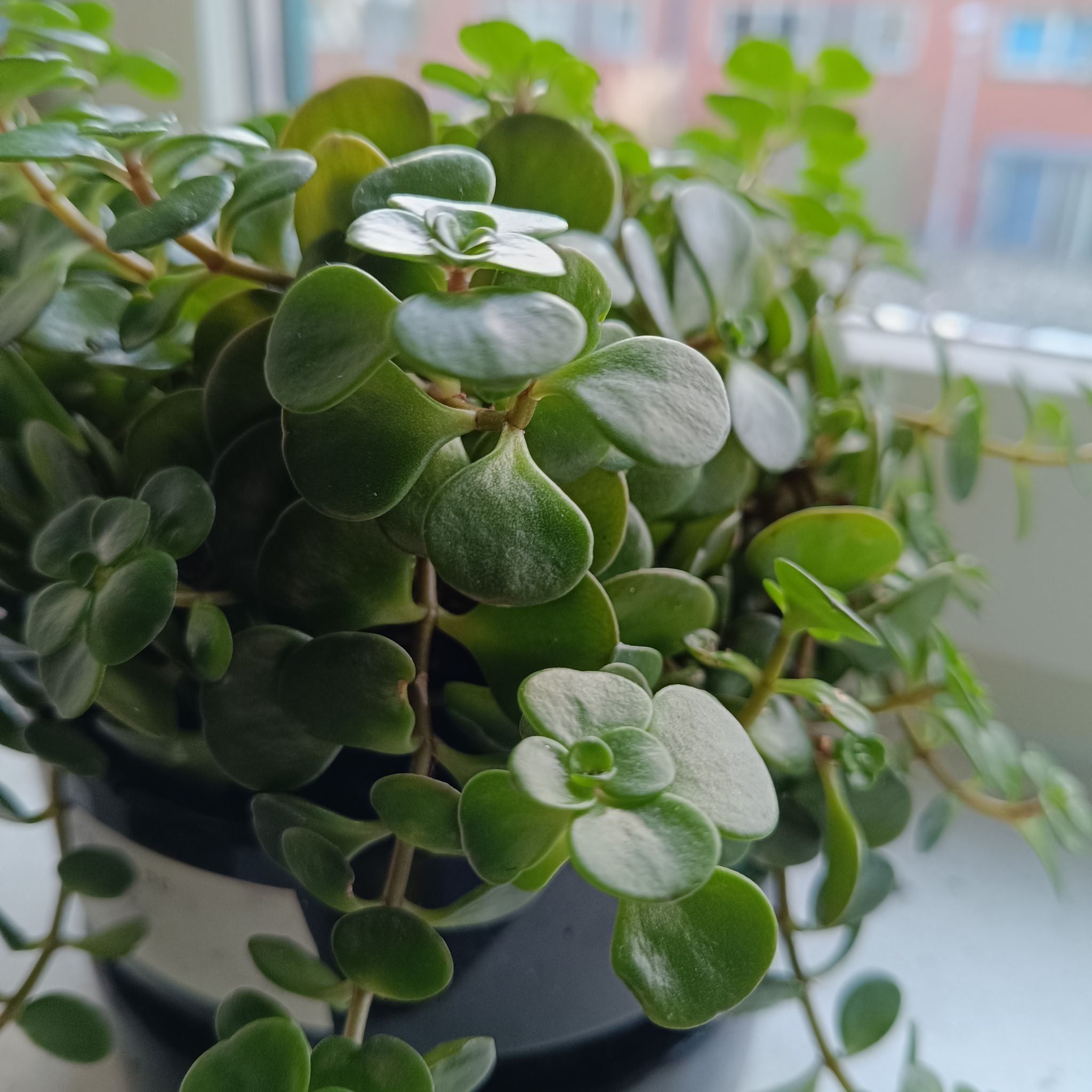 Your Sedum 'Himalayan Skies''s Light Needs