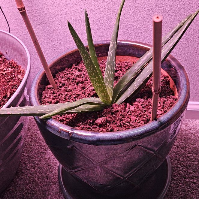 Dax | A plant by @ChosenAlocasia on Greg