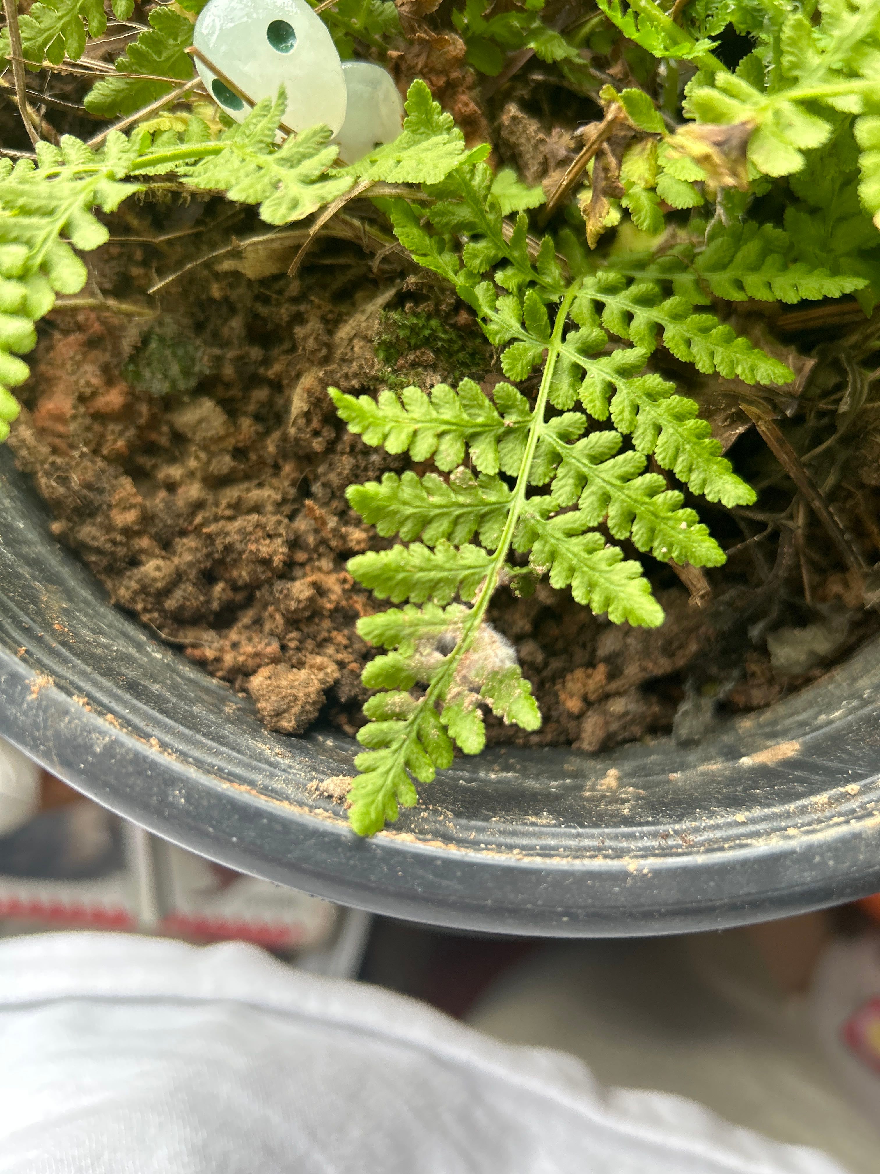 7 Facts About Bat's Wing Fern Lifecycle 🦇