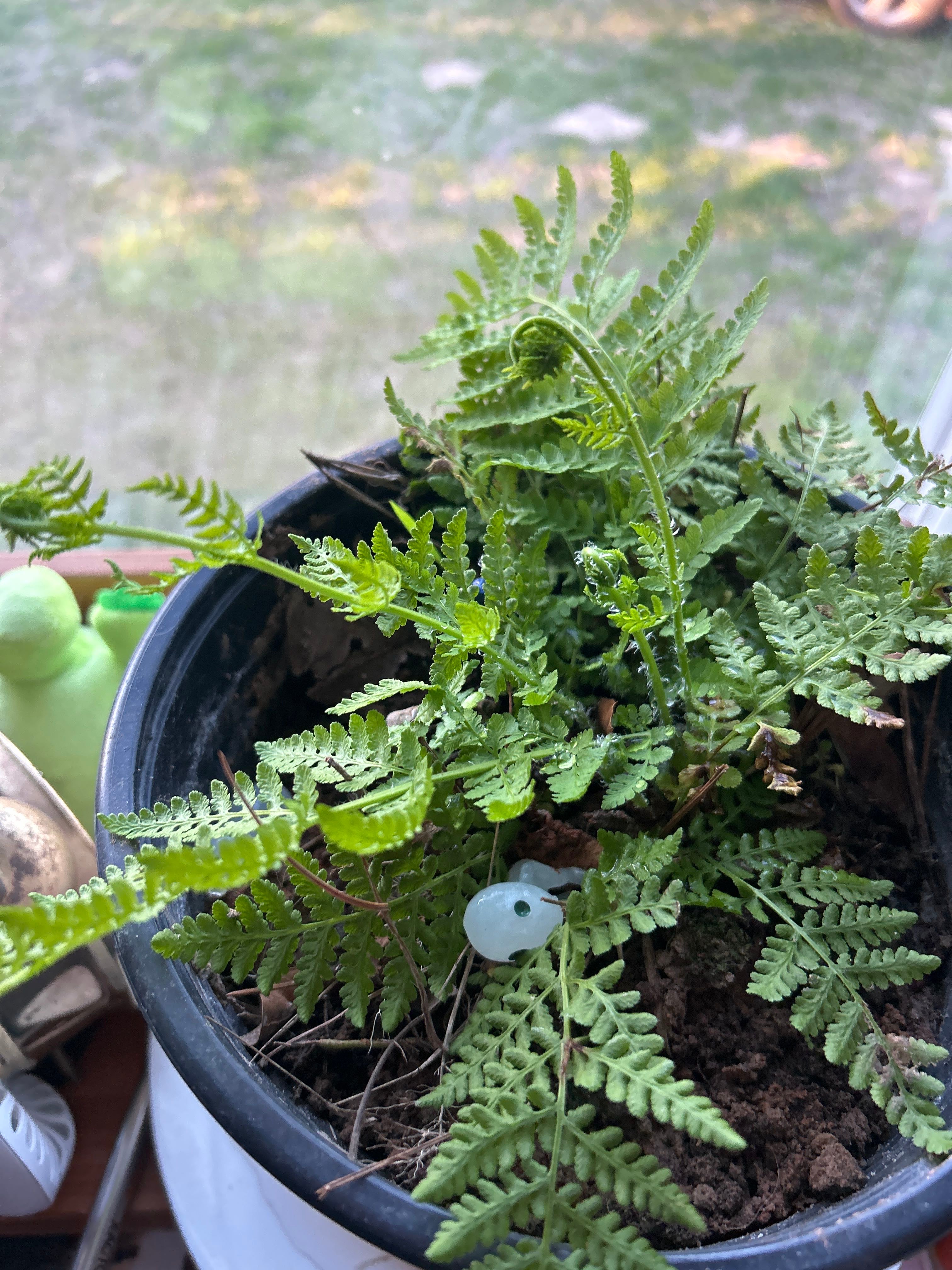 7 Facts About Bat's Wing Fern Lifecycle 🦇
