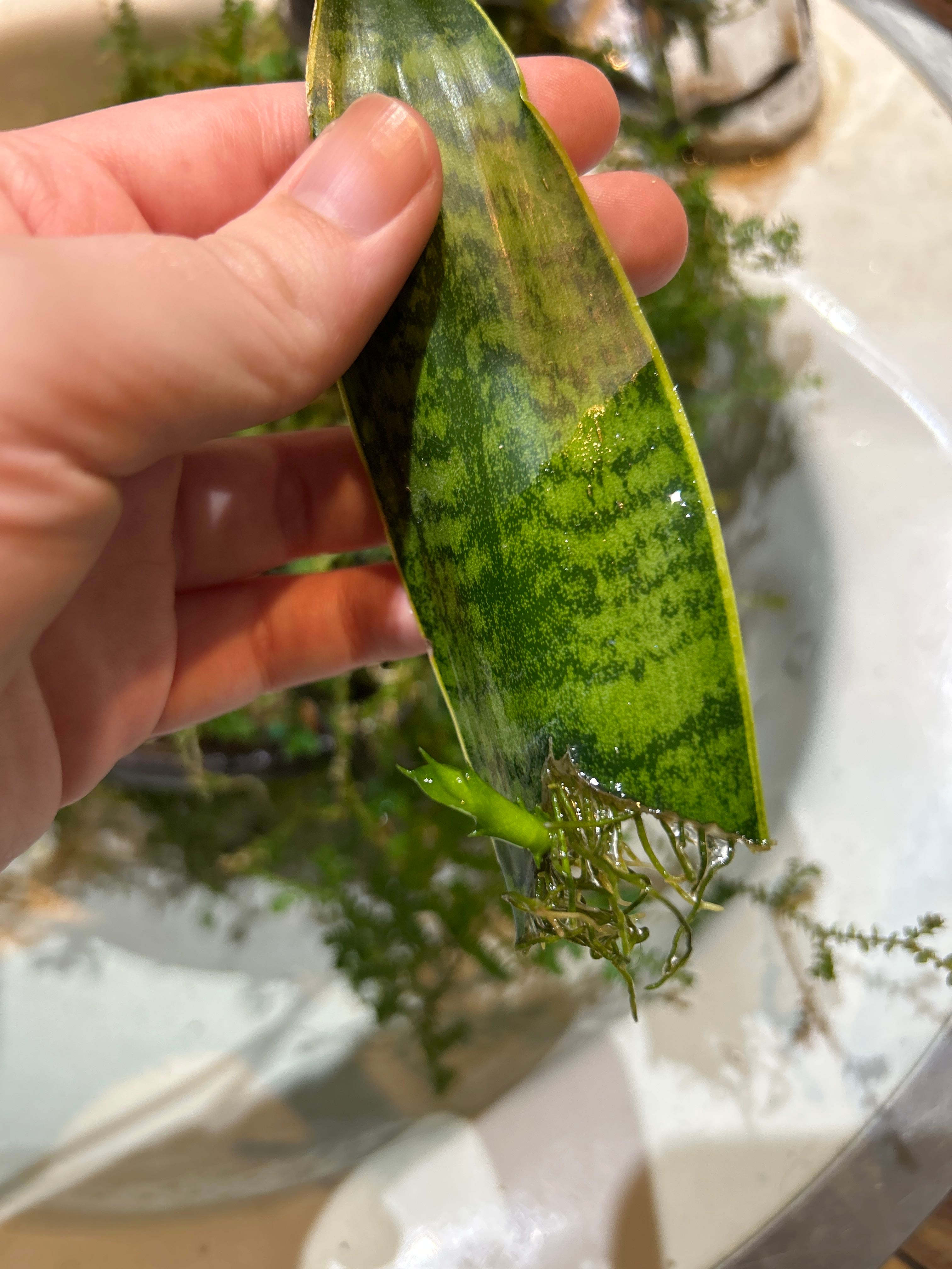 dwarf snake plant ocean star Care 101: Water, Light & Growing Tips